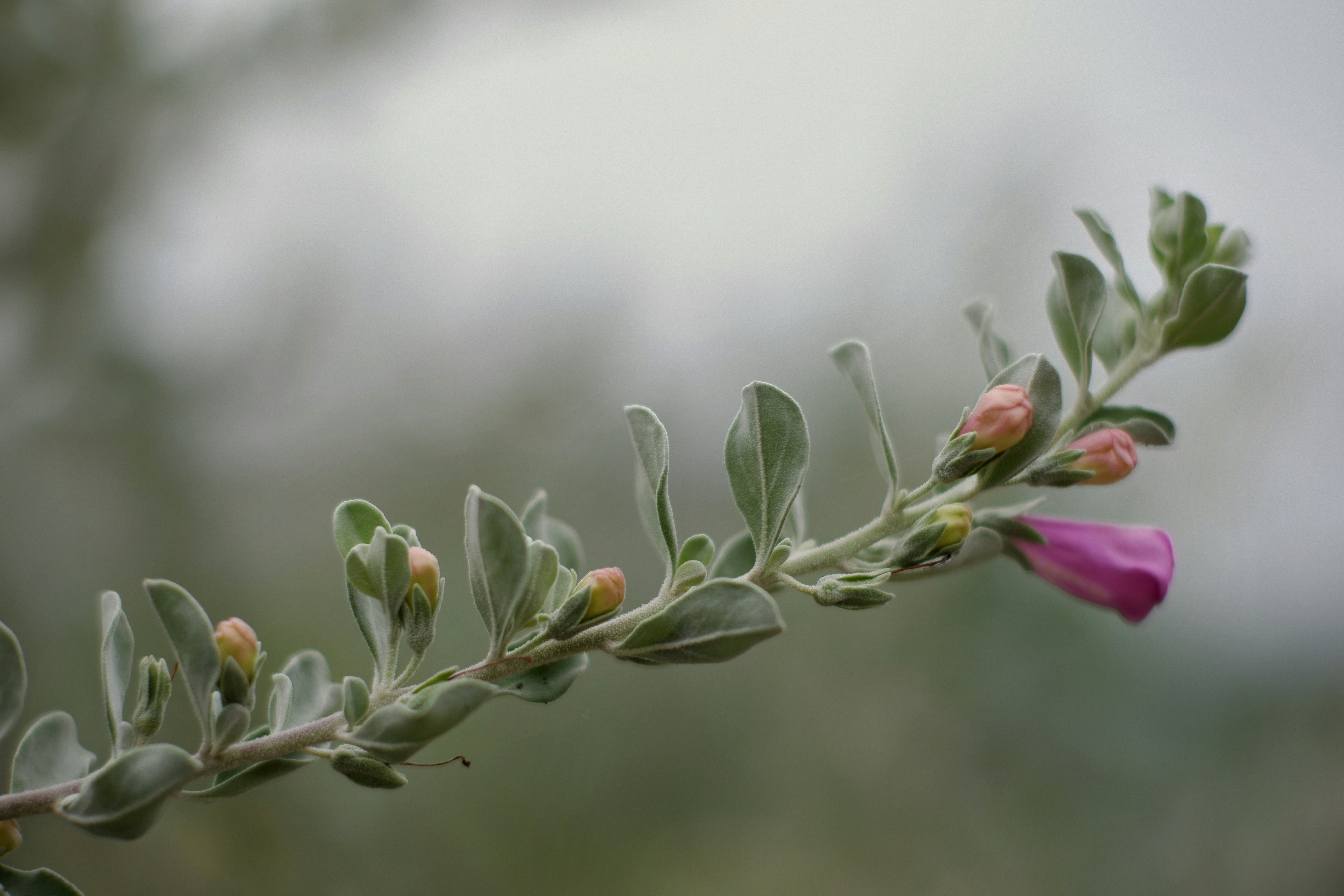A blossom of patience: the spring bloom along a quiet twig