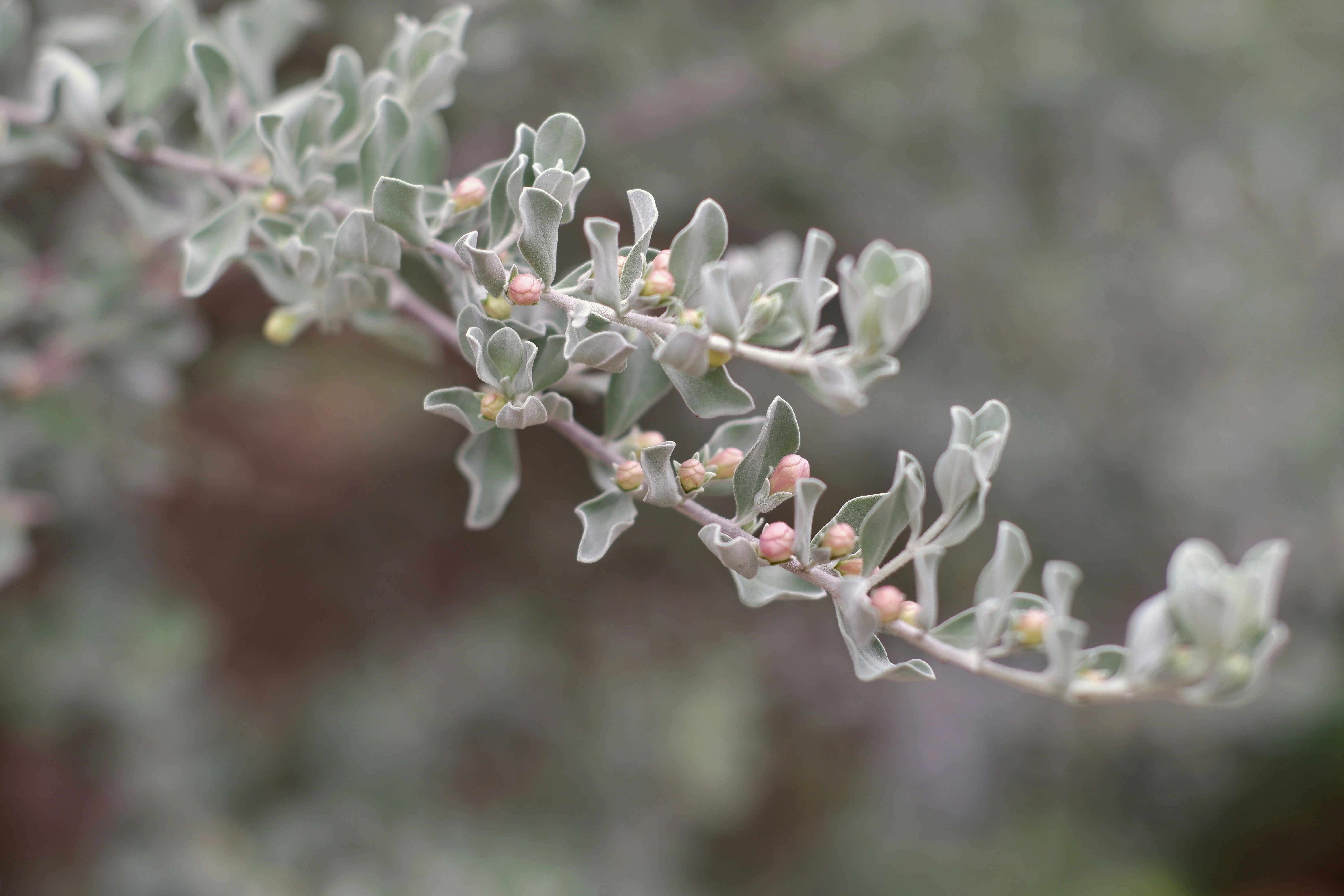 Softly Lit Sage Branch: Close-Up of Velvety Buds