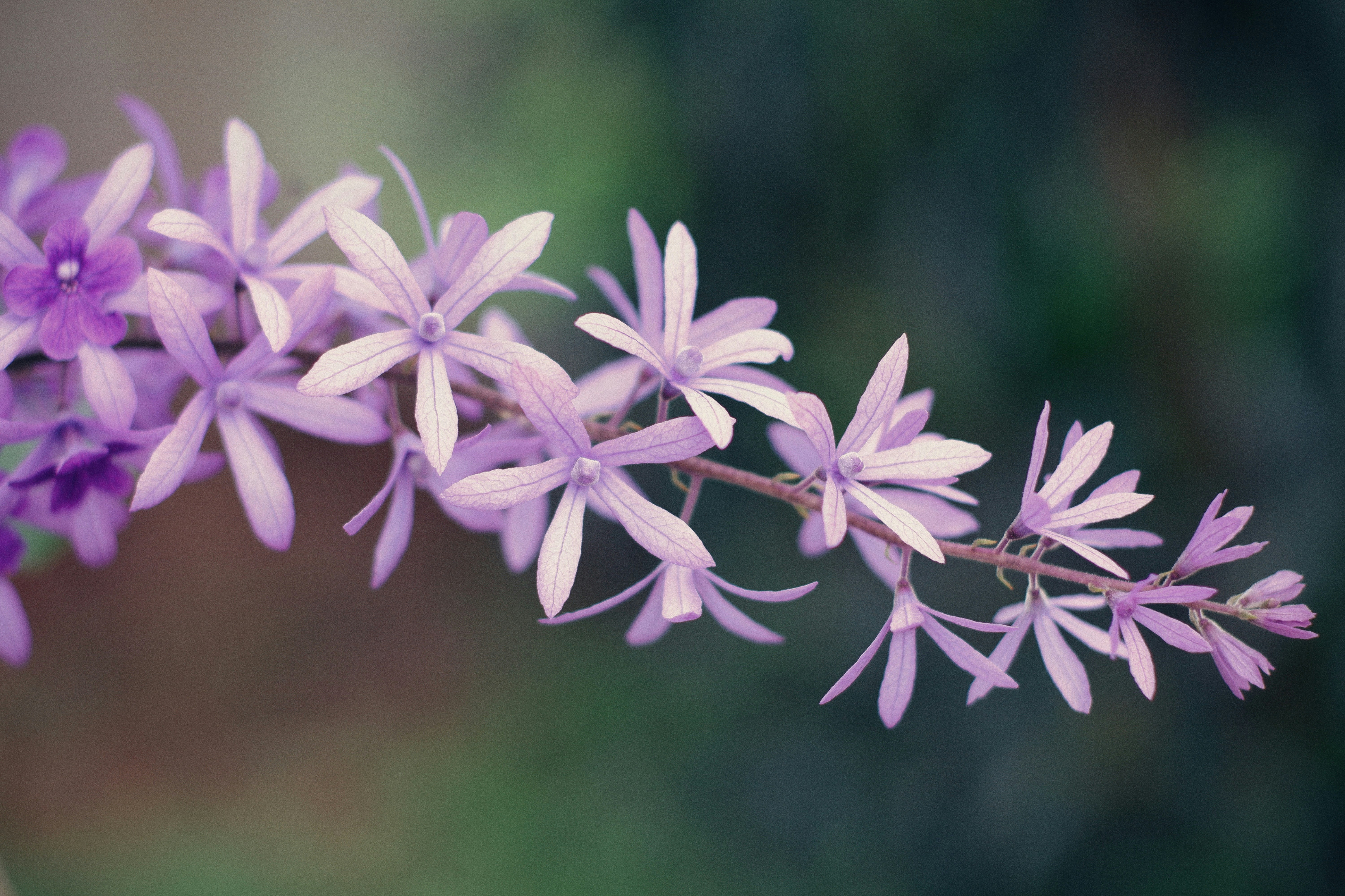 Trailing Lavender Blooms: A Vibrant Floral Line in Soft Focus