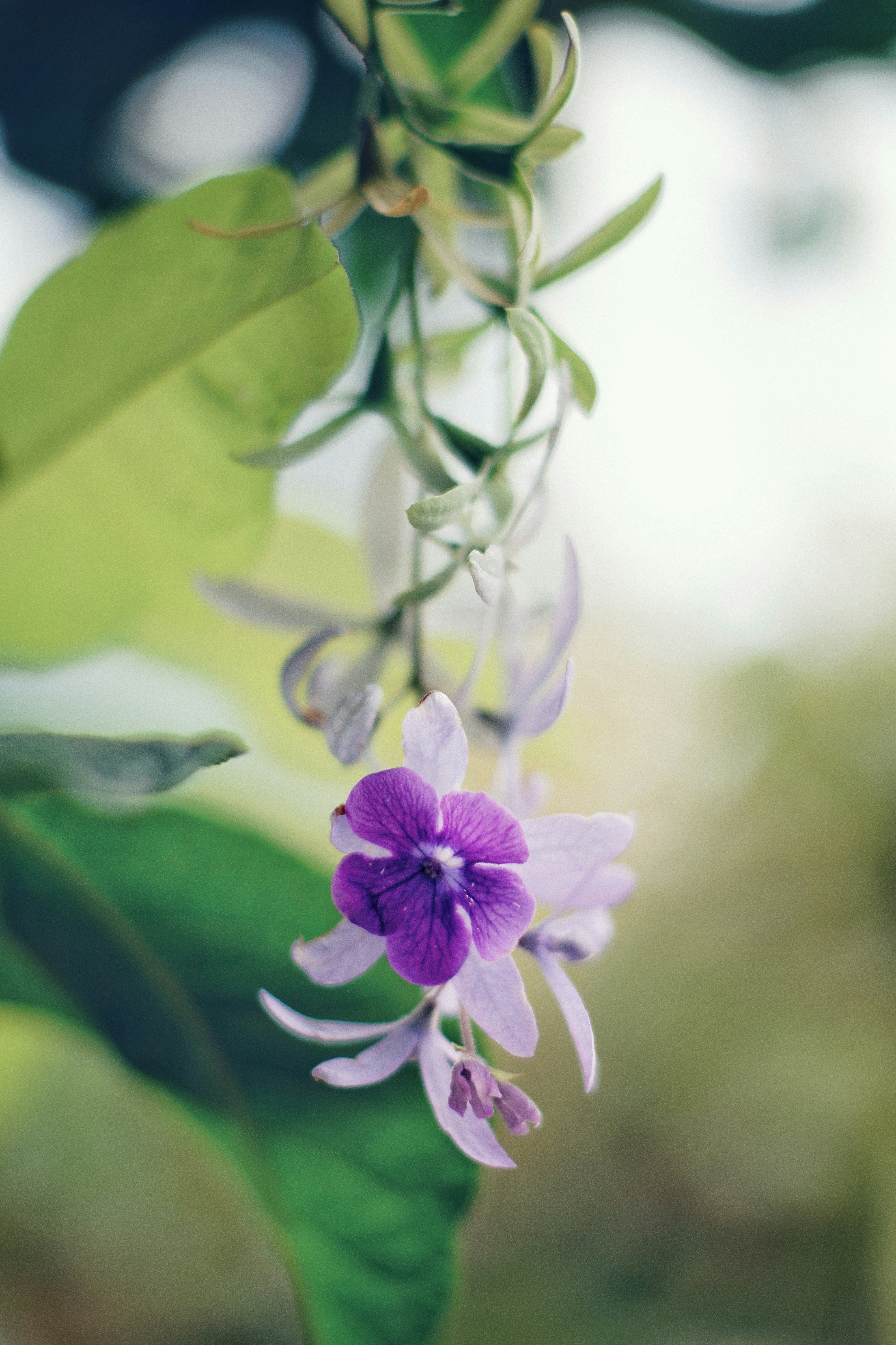 Violet bloom in soft-focus garden light