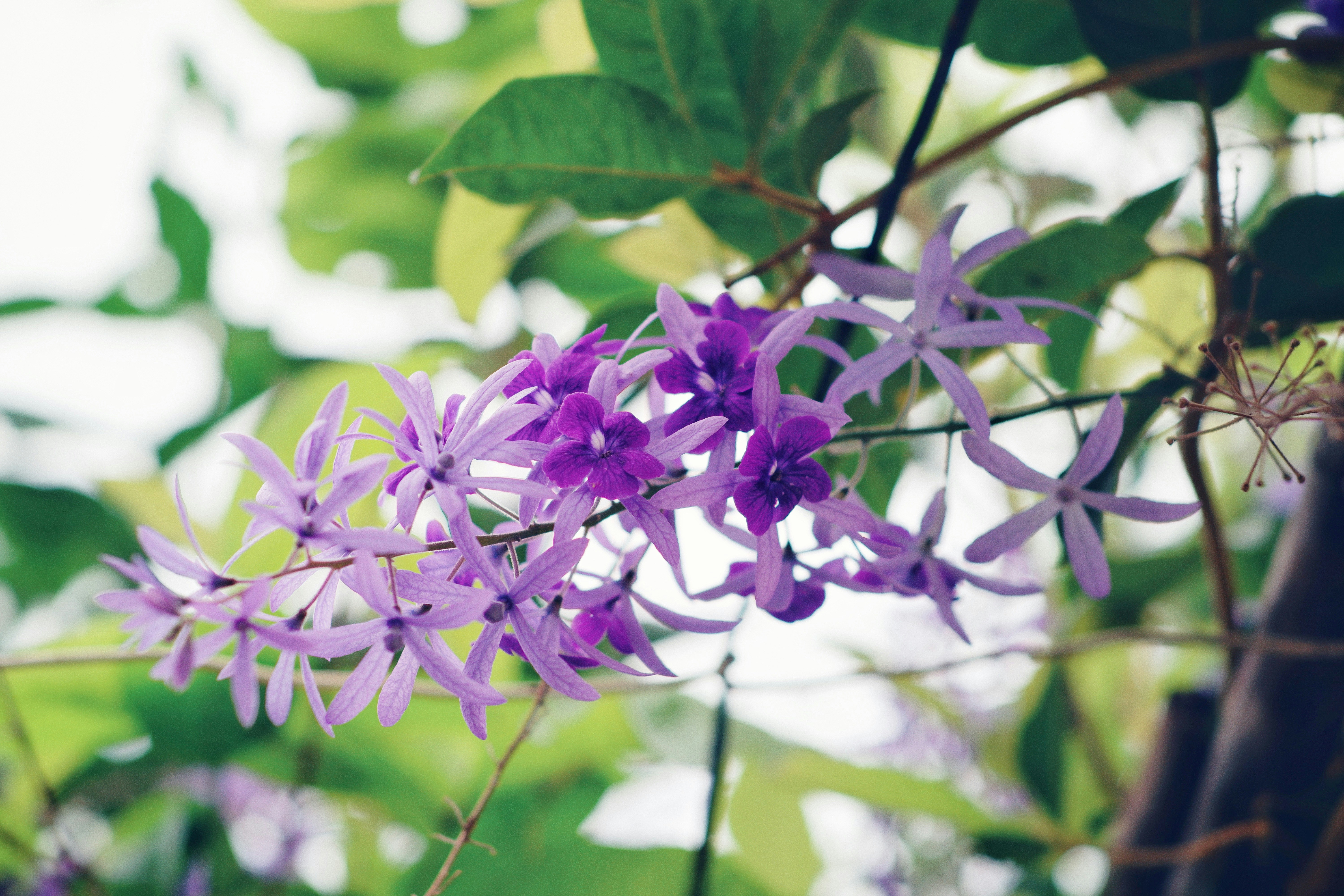 Vibrant purple flowers blooming amongst green foliage.