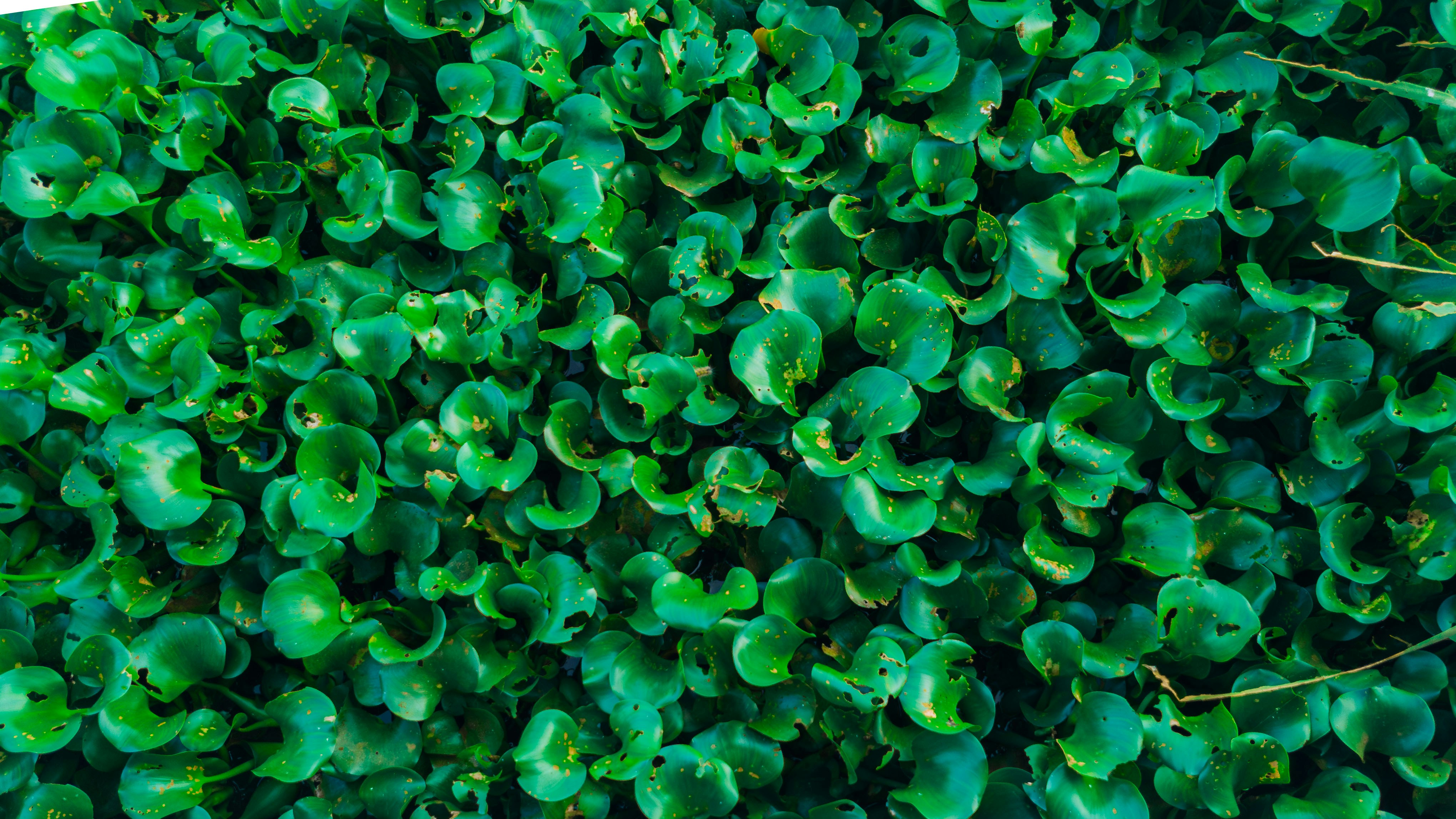 Dense vibrant green curly-leaved aquatic plants.