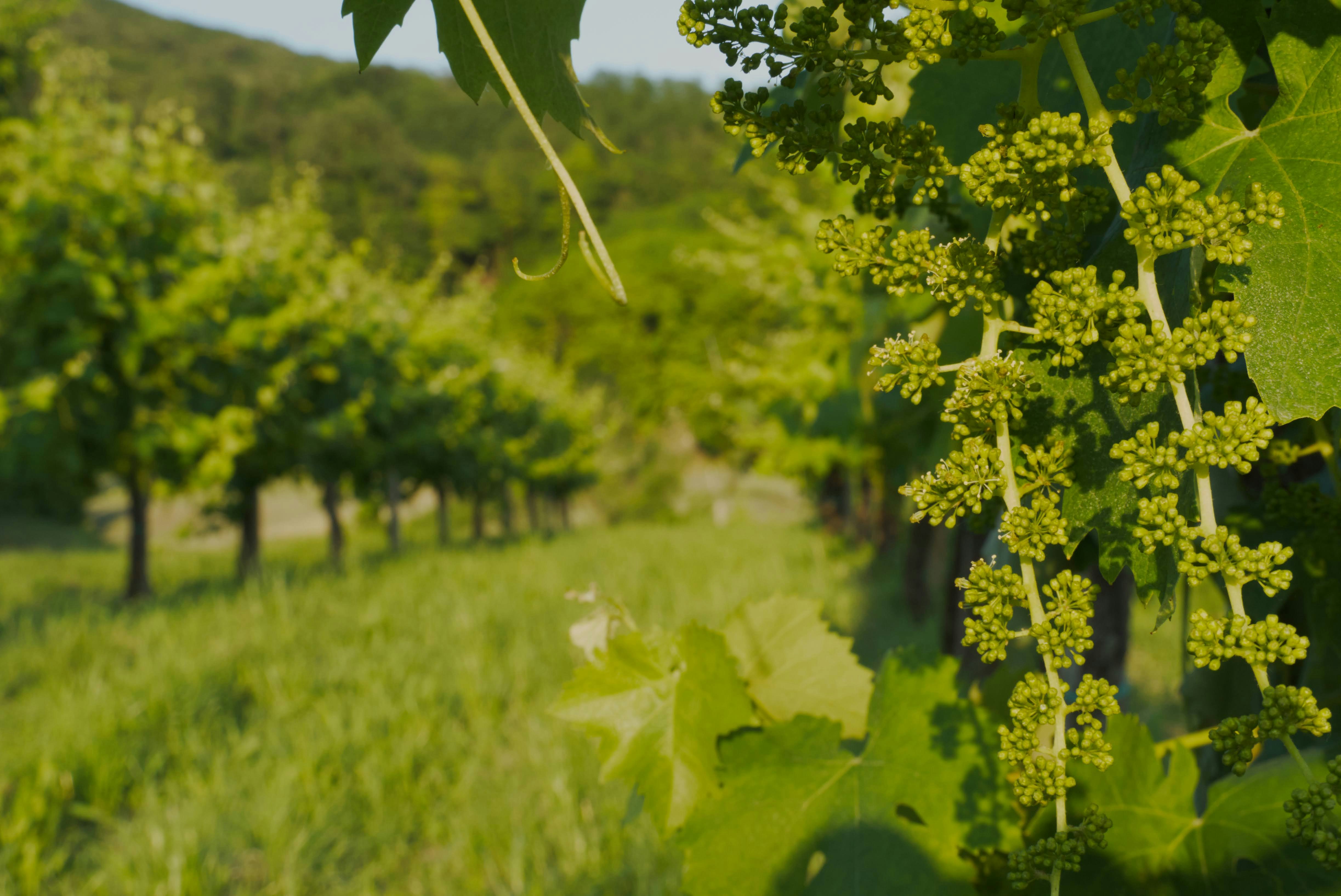 Vines and Vineyard: Sunlit Grapevines Framing a Quiet Row