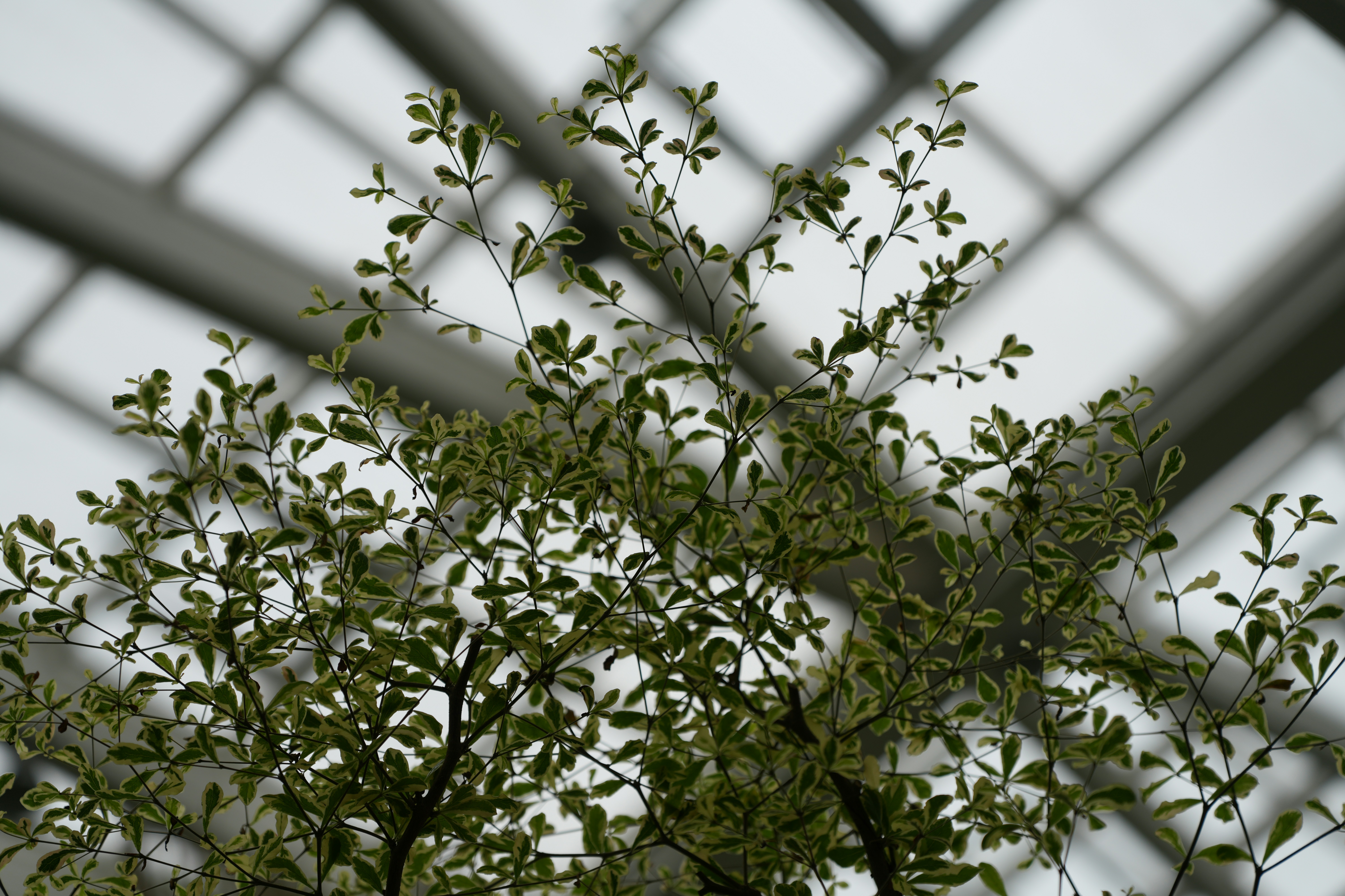 Sunlit Greenery Against a Geometric Glass Ceiling