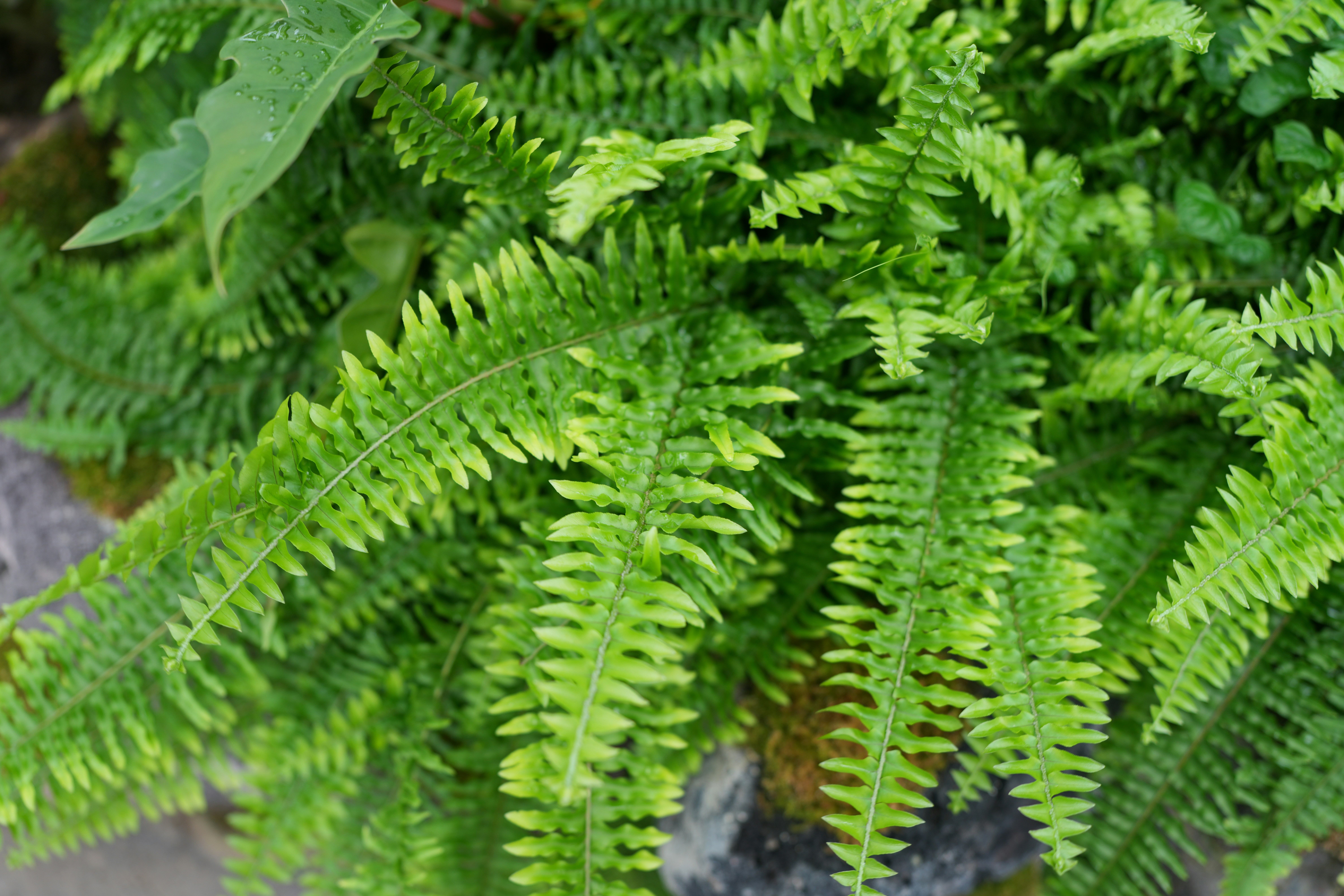 Close-Up of Fern Fronds: Lush Green Fronds in Focus