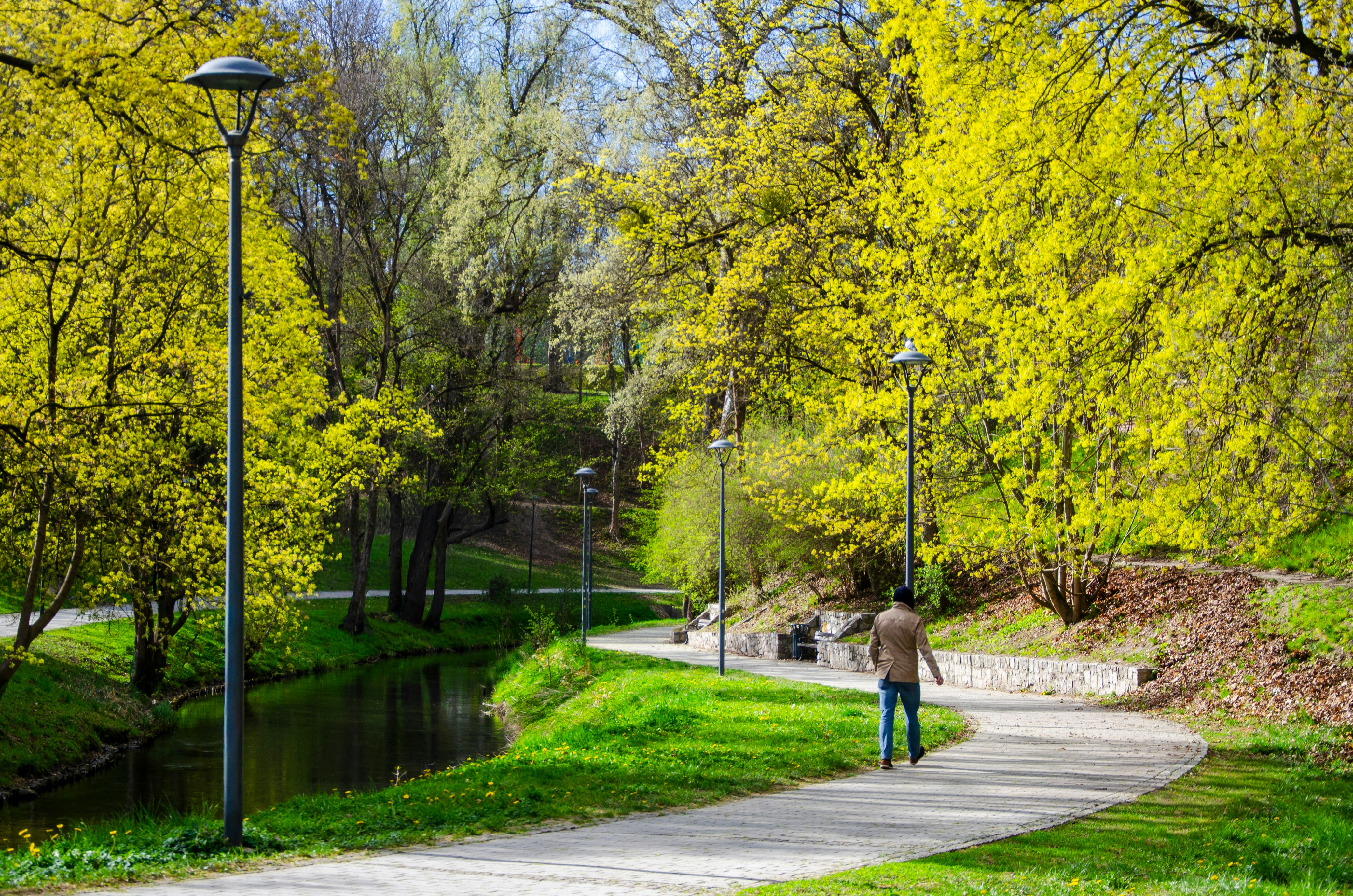 Pathway Through a Spring-Goldened Park