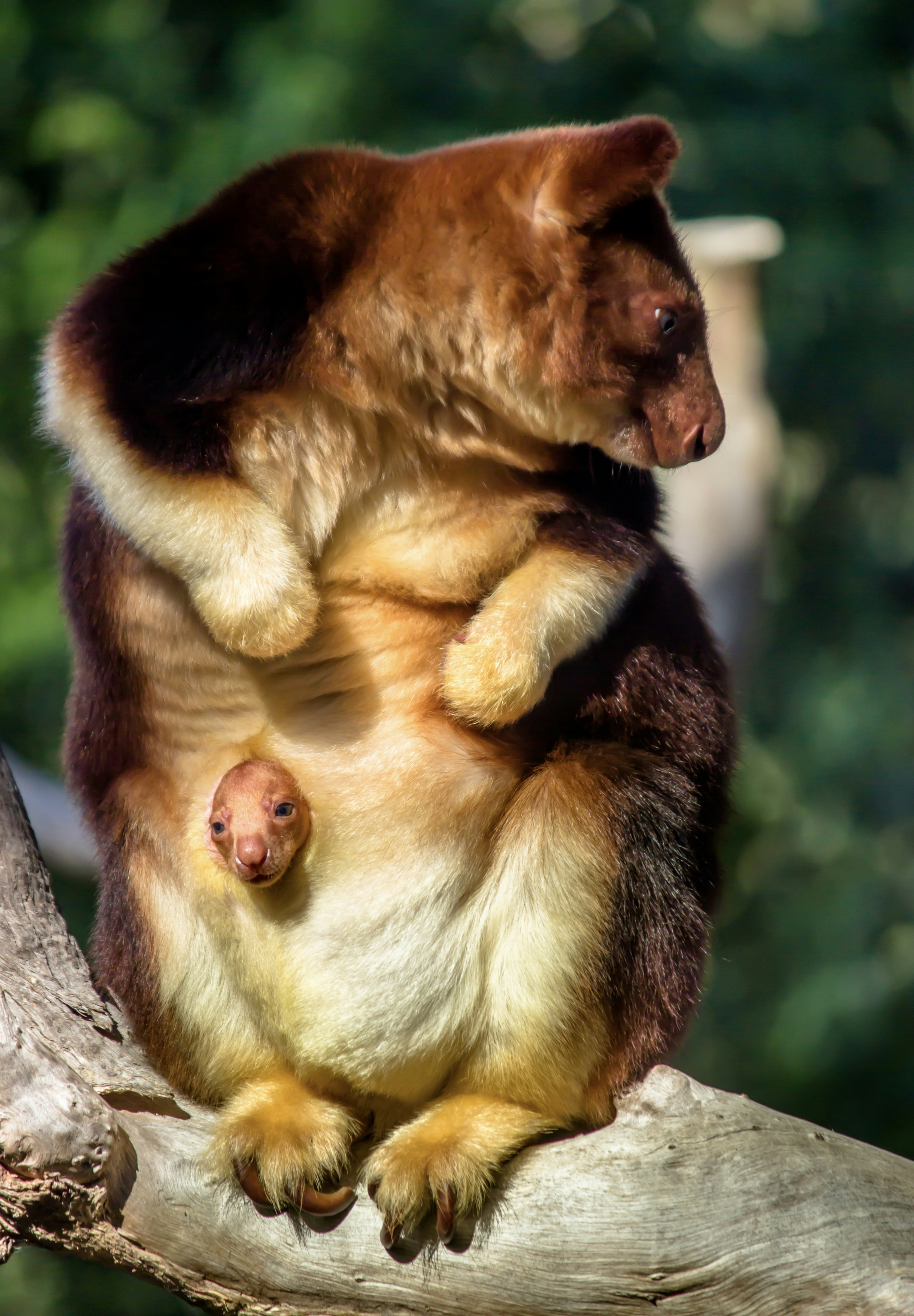 Gentle Giant and Tiny Stowaway: A Backlit Moment on the Branch