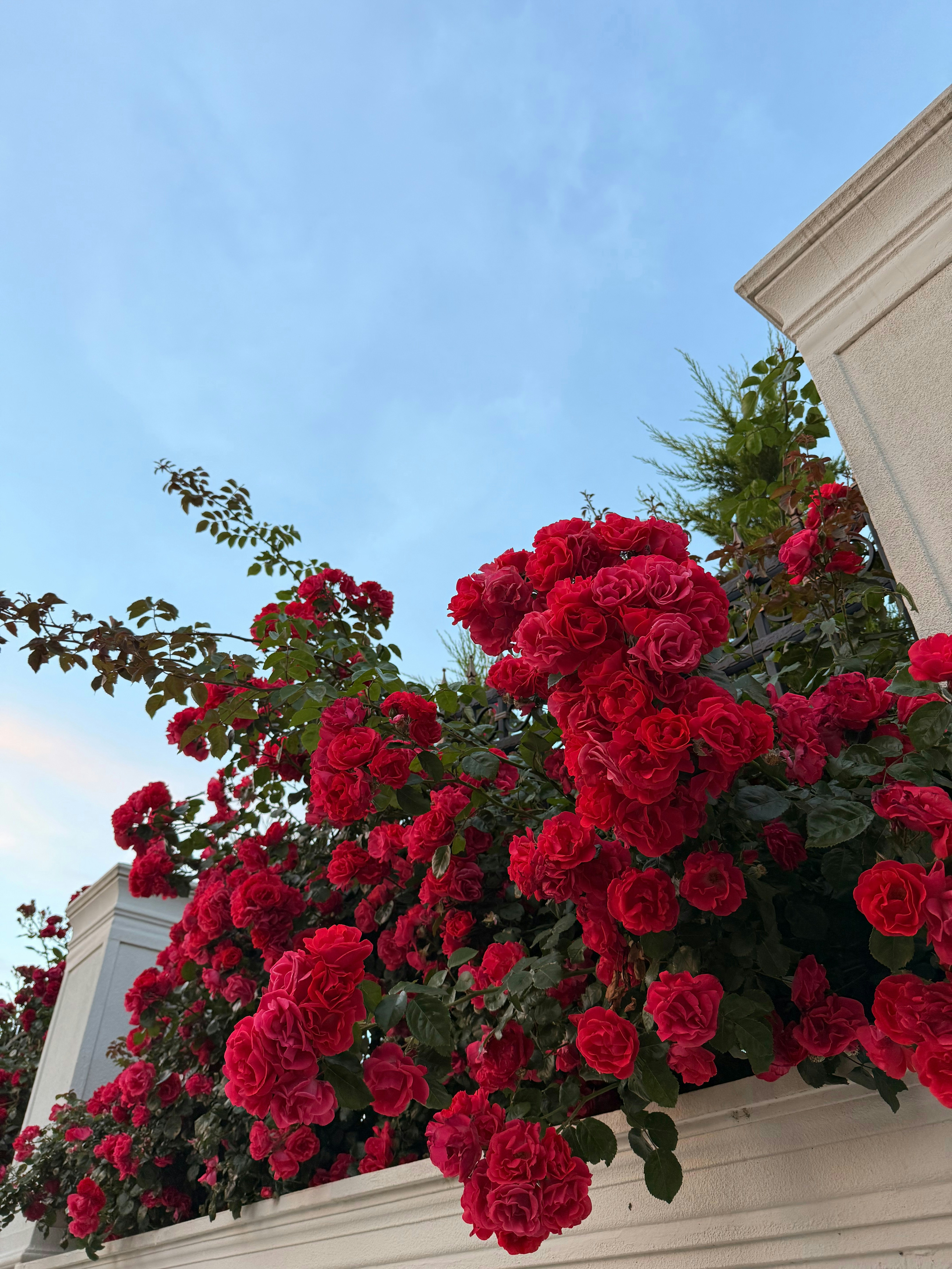 Crimson Roses Over a Classical Terrace