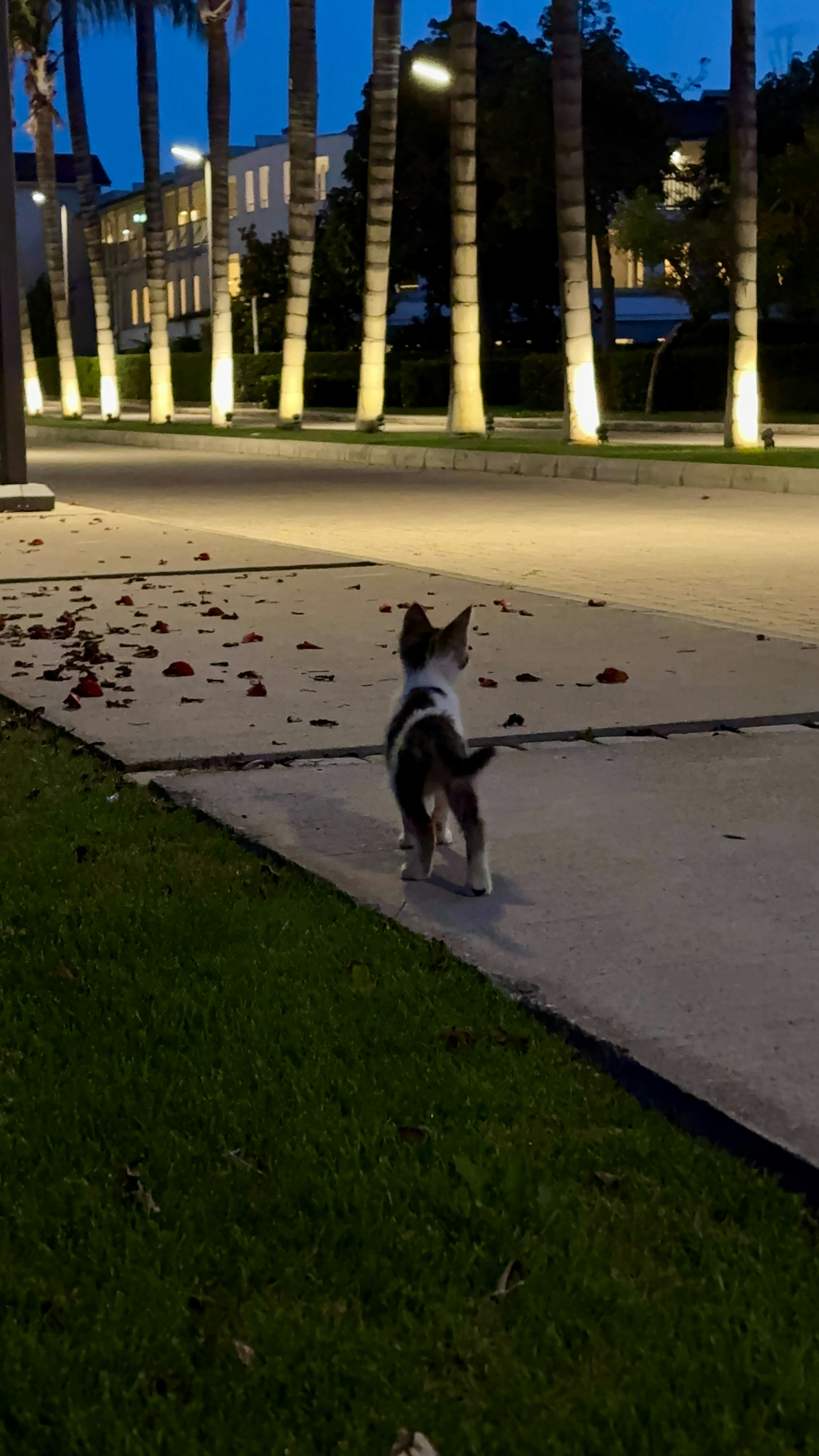 Night Stroll: A Curious Kitten at the Lantern-lit Campus