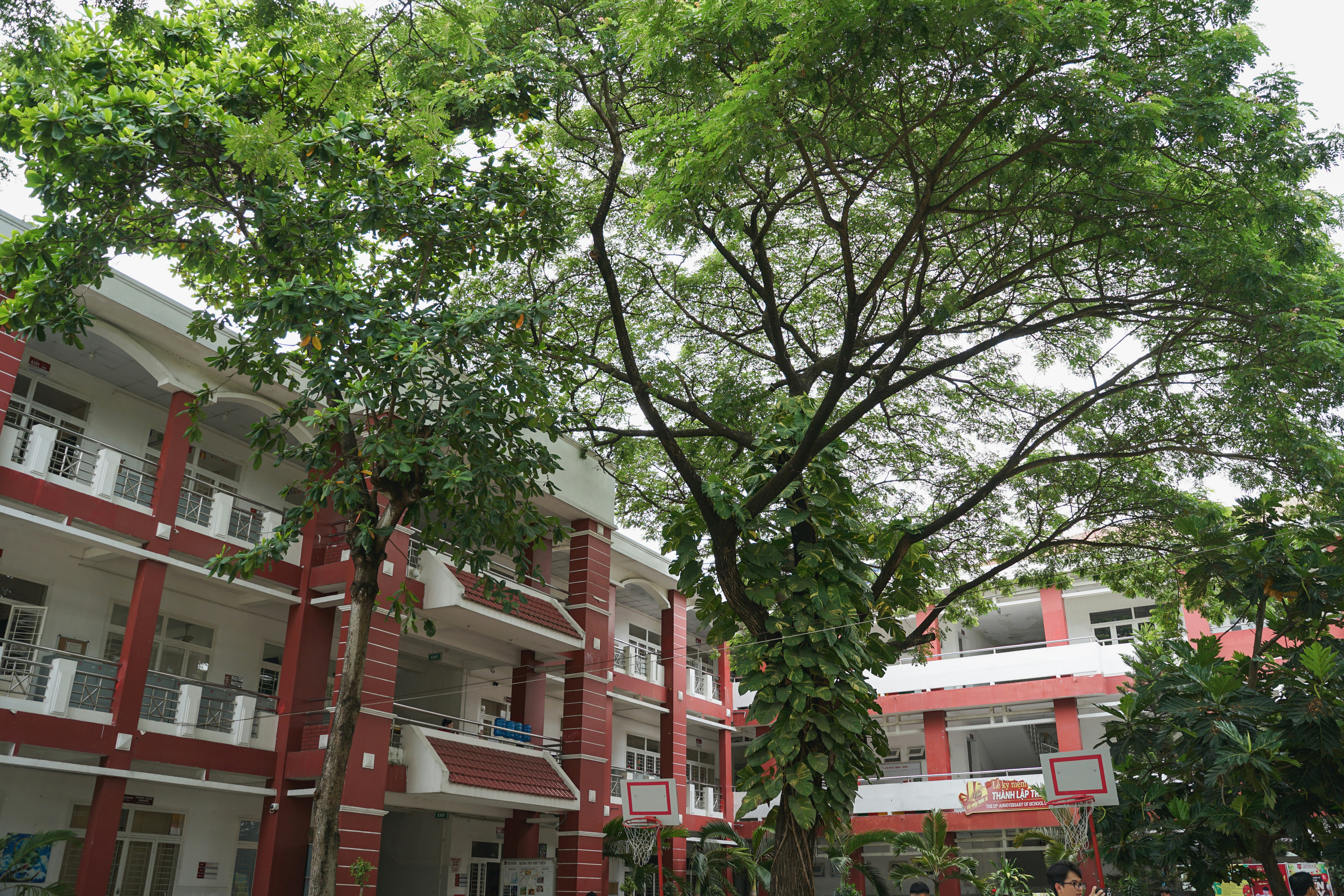 Verdant Center: A Courtyard Tree Framed by Red-Brick School Wings