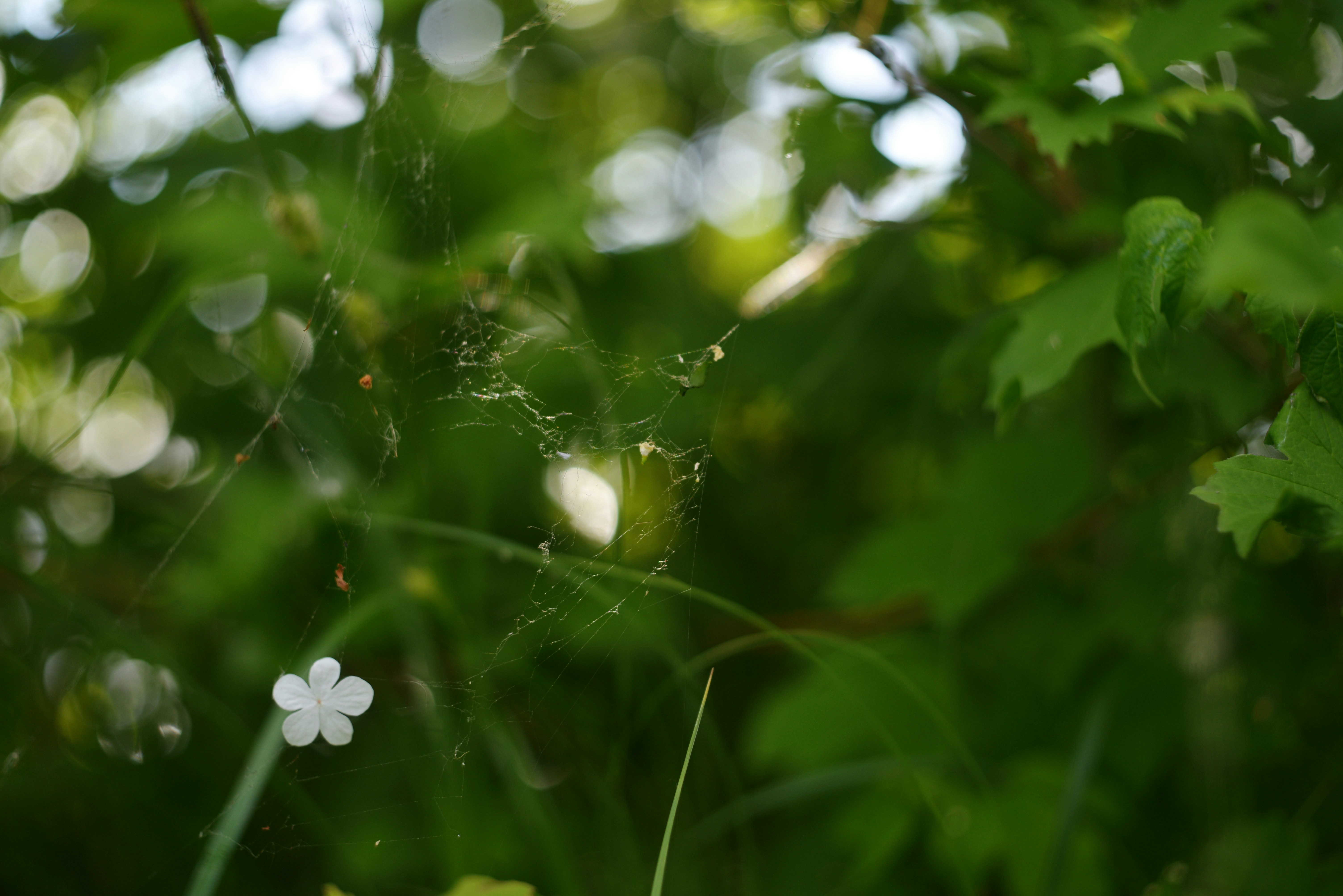 Fragile web of summer quiet: a lone white blossom in a leafy blur