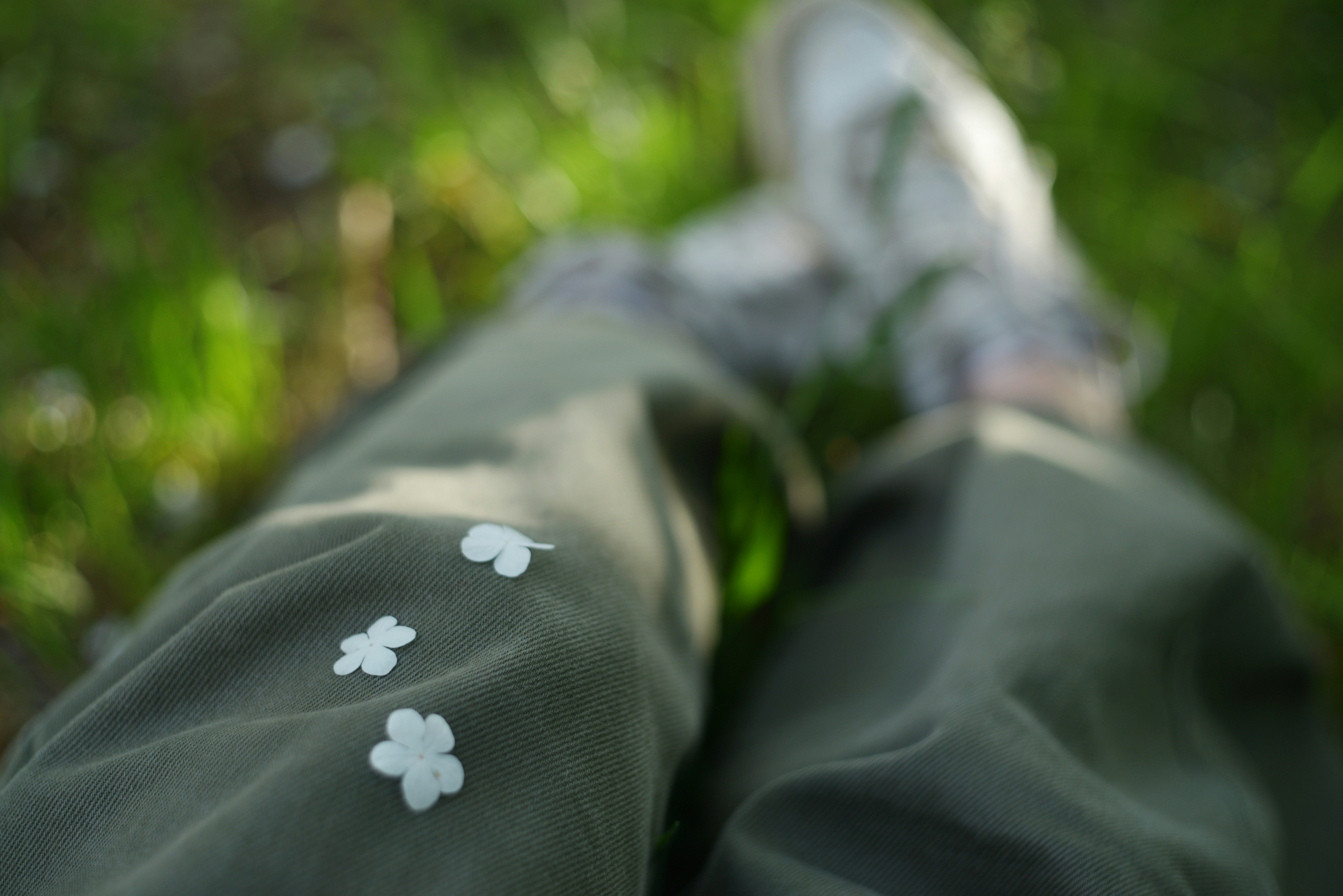 Three White Petals on Olive Fabric: A Quiet Moment in Grass