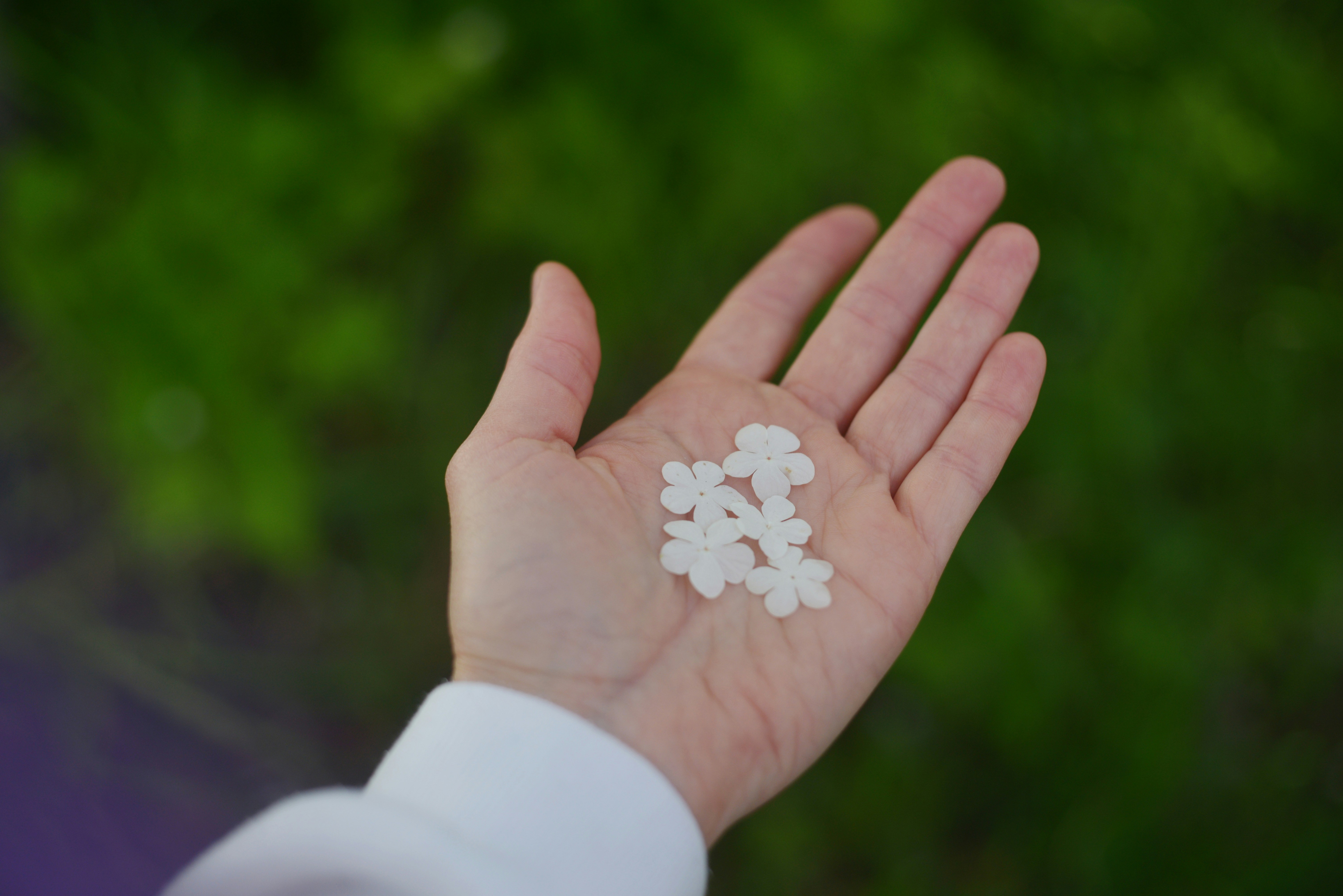 Handful of Snowdrops: A Quiet Gesture in Soft Focus