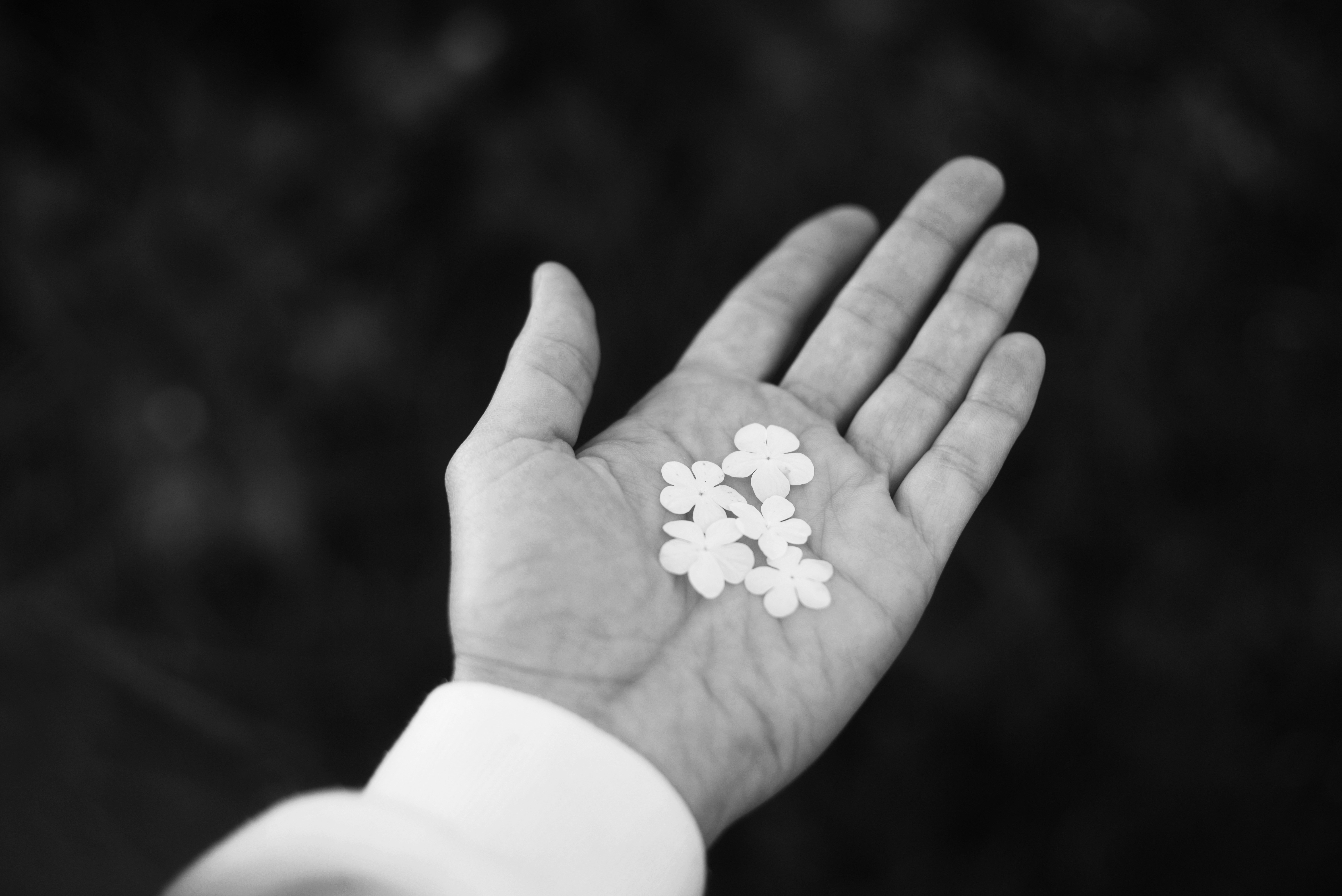 Handful of Petals: Quiet Contrast in Mono