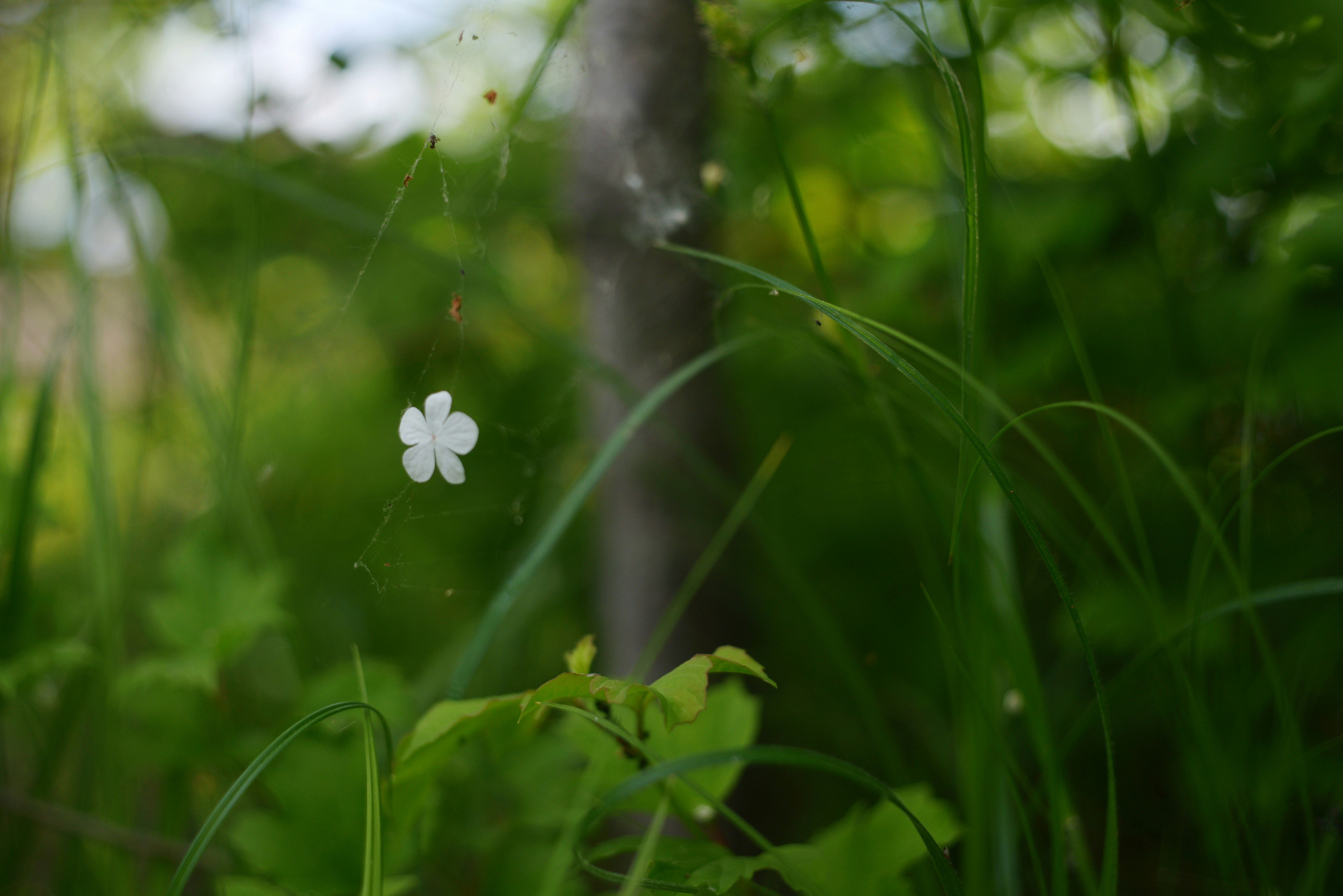 Single White Clover Amid Greentinged Veil