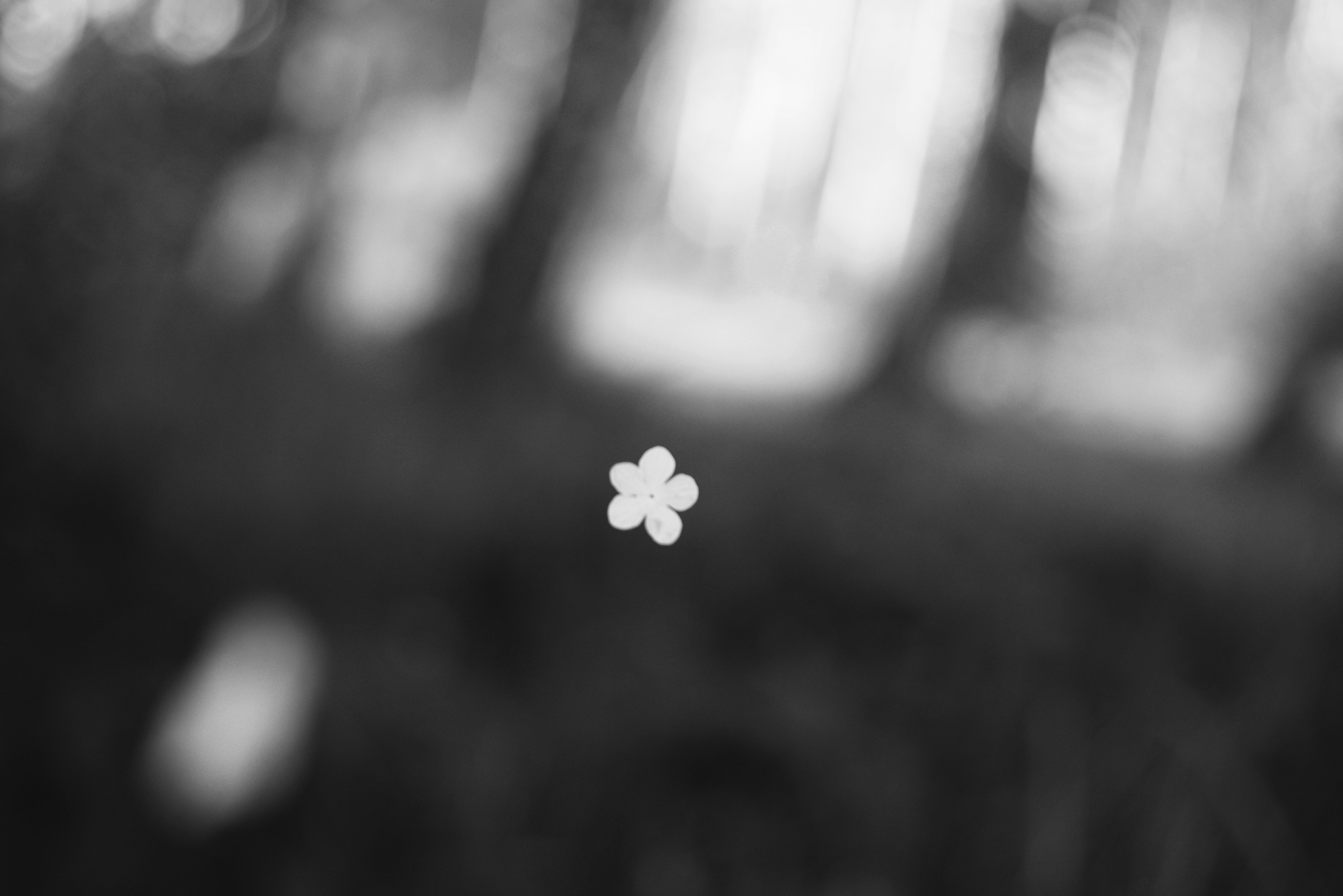 Centered Bloom: A Lone Clover in Motion Blur