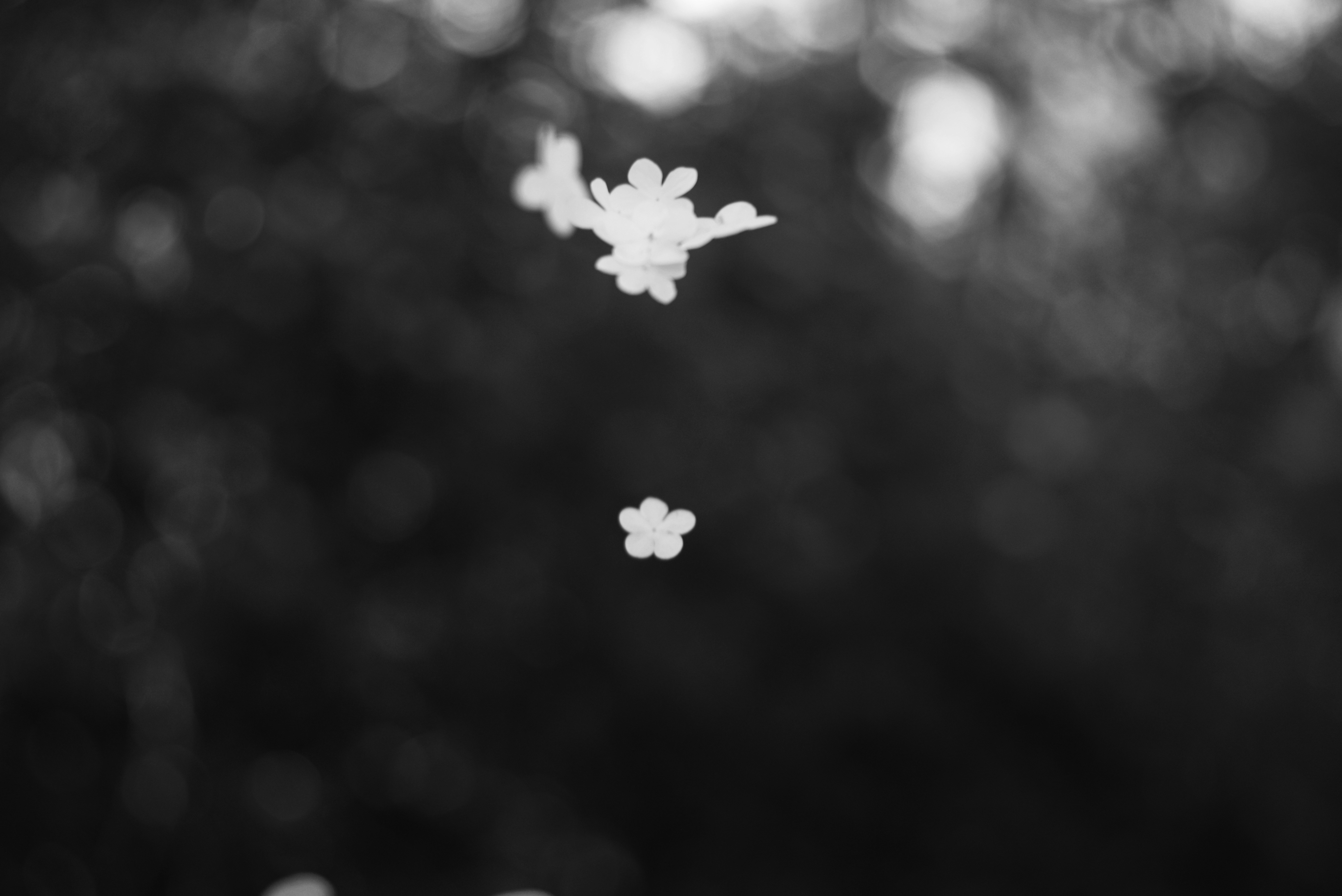Fleeting Petals: Soft Focus in a Black-and-White Moment