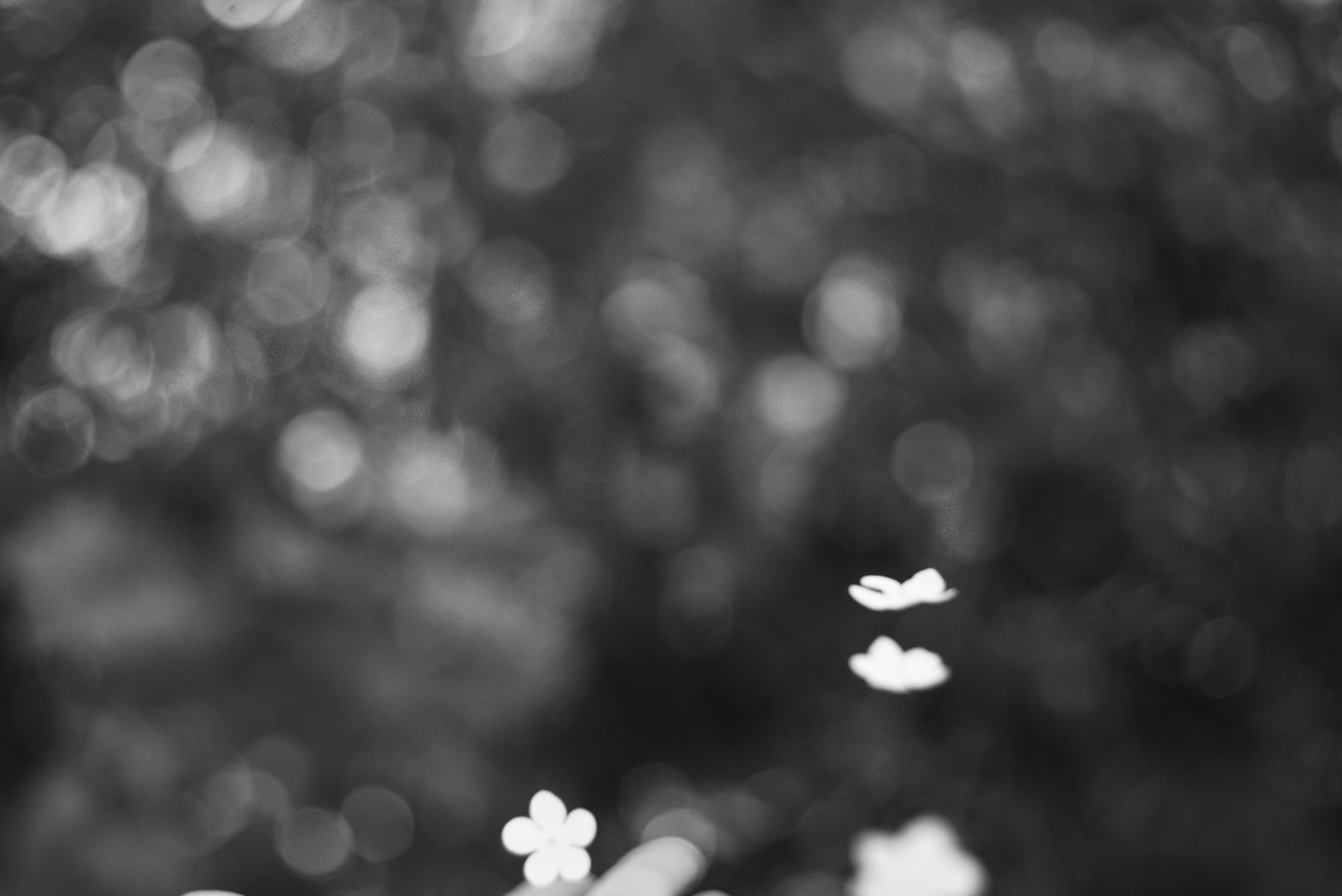 Whispering petals in soft bokeh