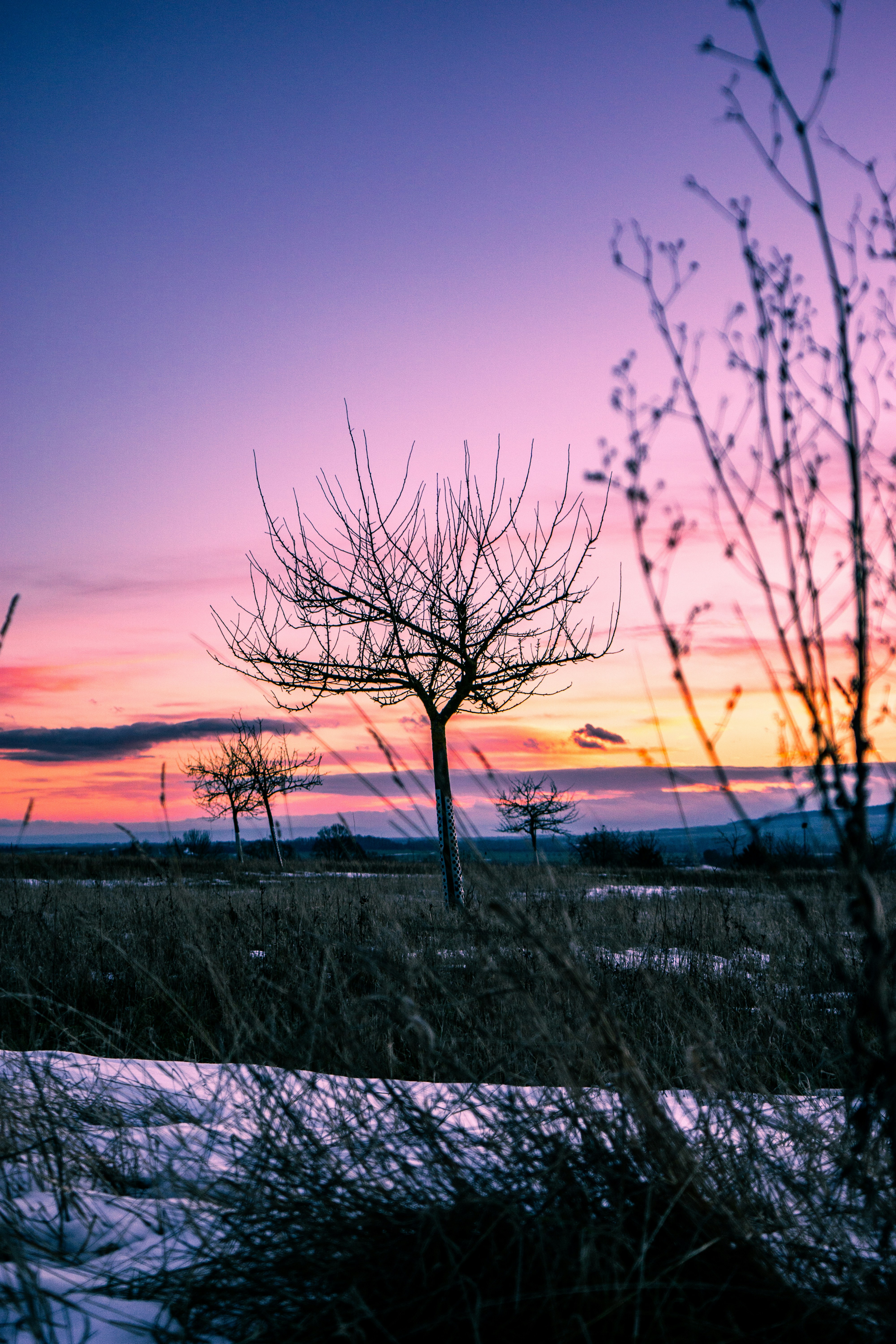 Twilight Orchard: Silhouetted Trees Against a Velvet Sunset