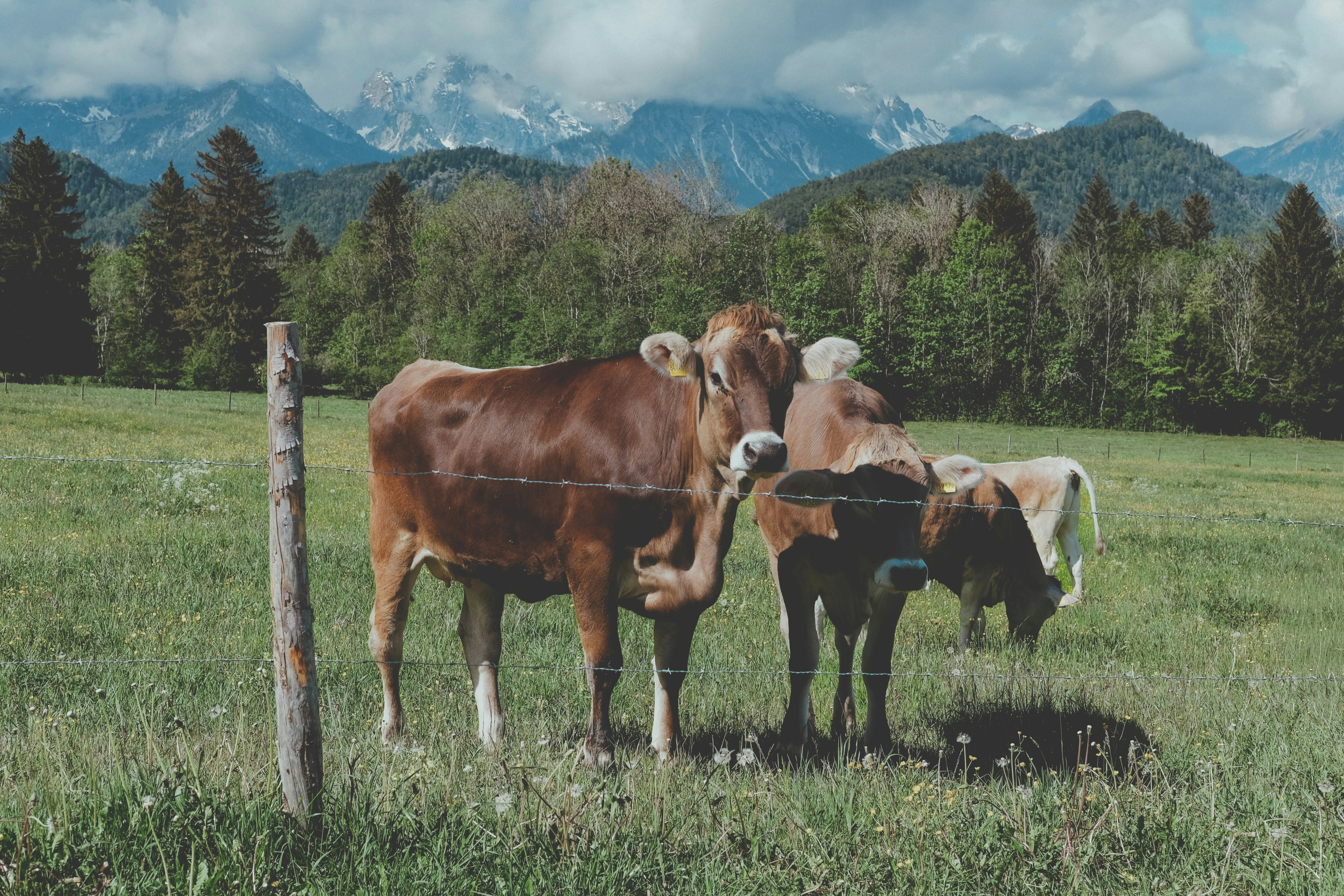 Pasture Conservatory: A trio of cows in a sunlit meadow with distant pines and mountains