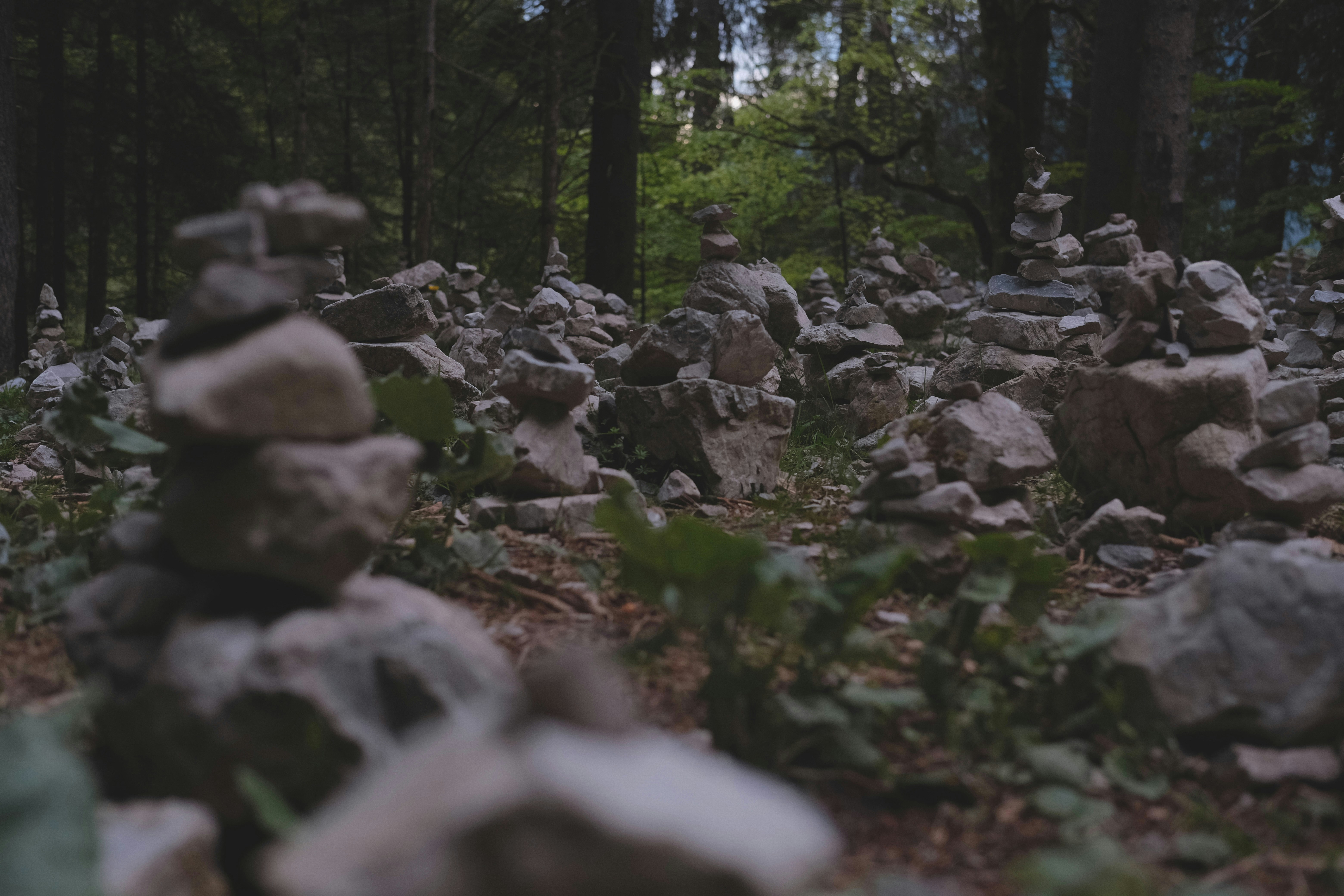 Stony Arbor Ornaments: A Quiet Spiral of Cairns in Dappled Light