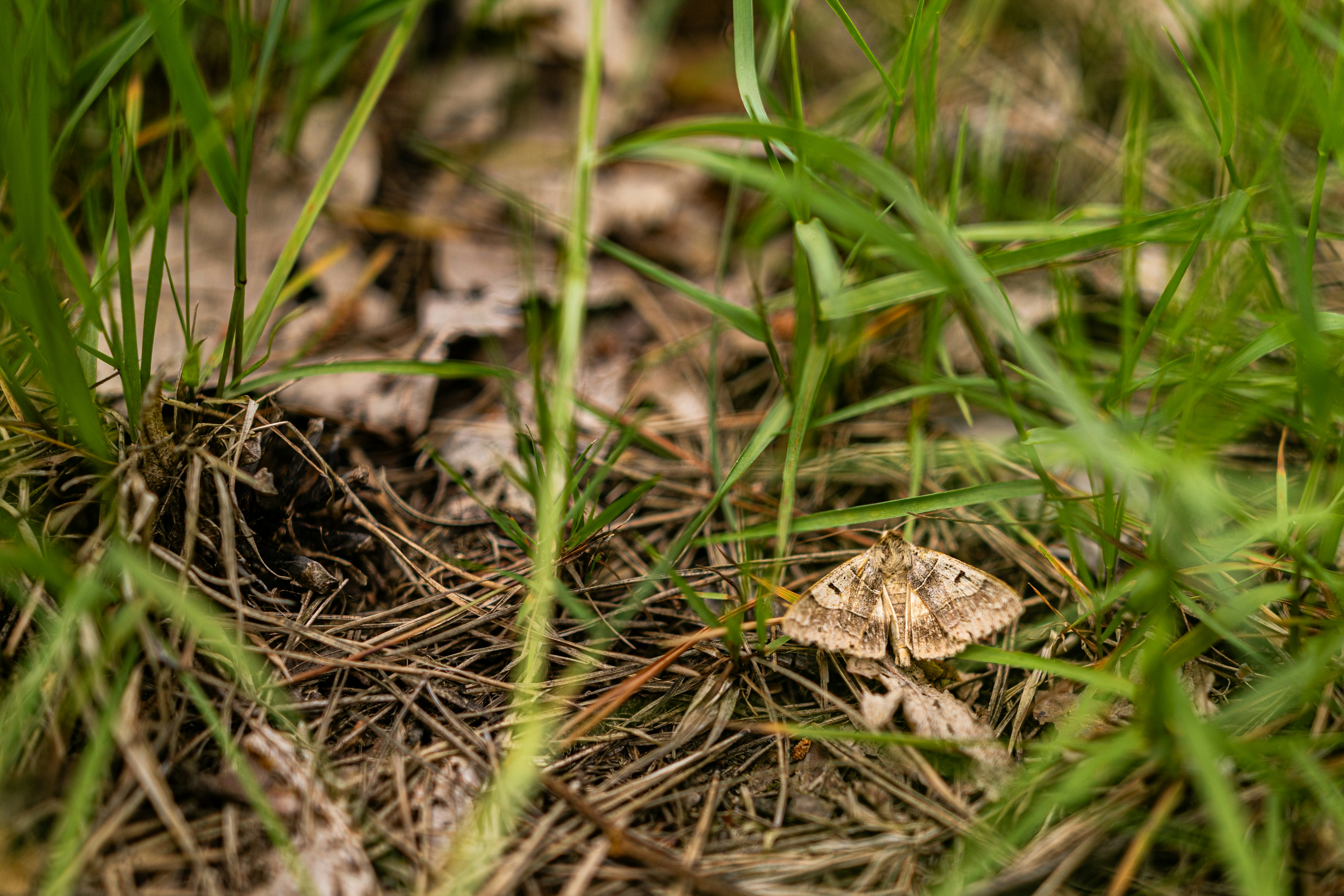 Hidden Moth in the Needle Bed