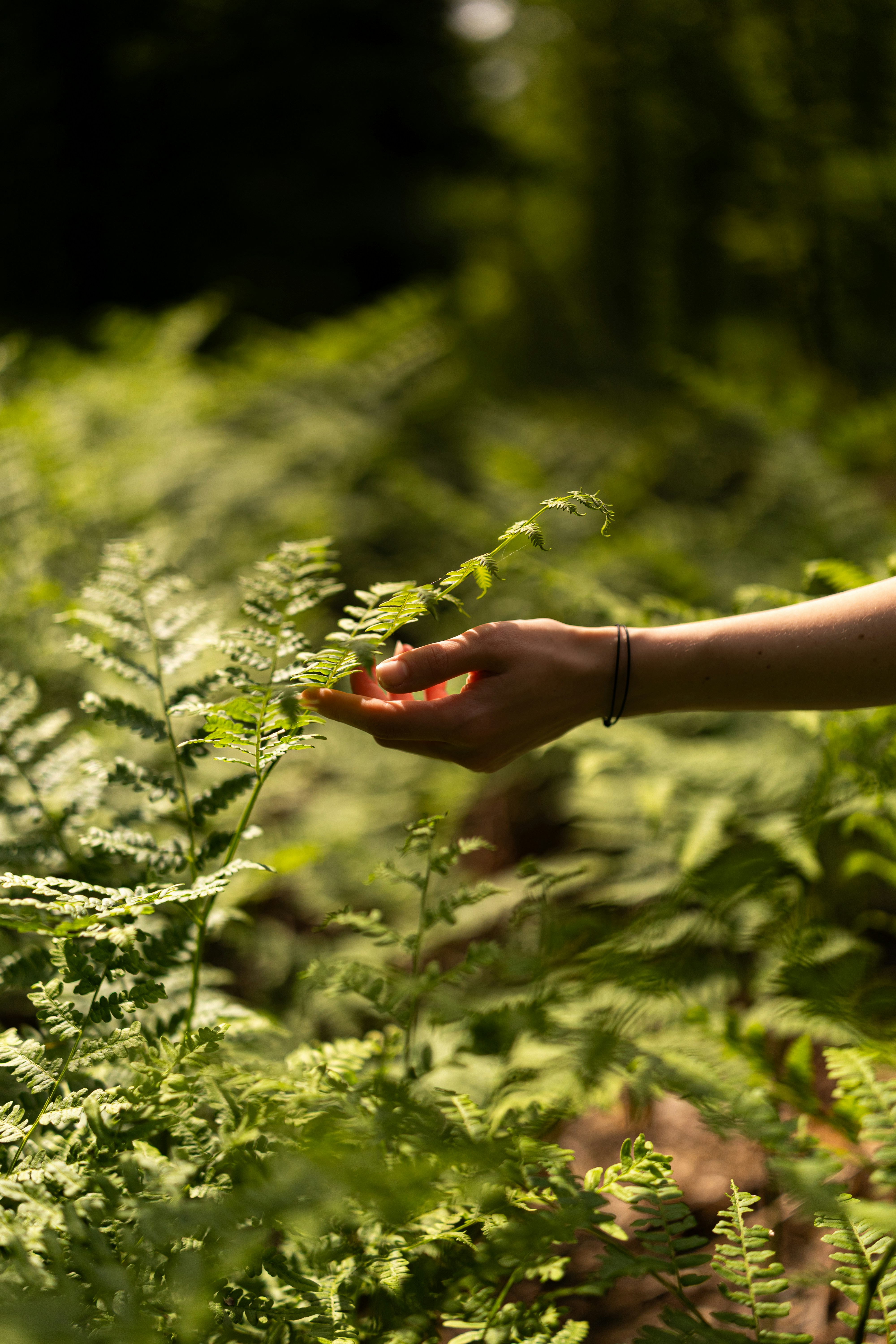Human hand touching vibrant green fern fronds in nature.