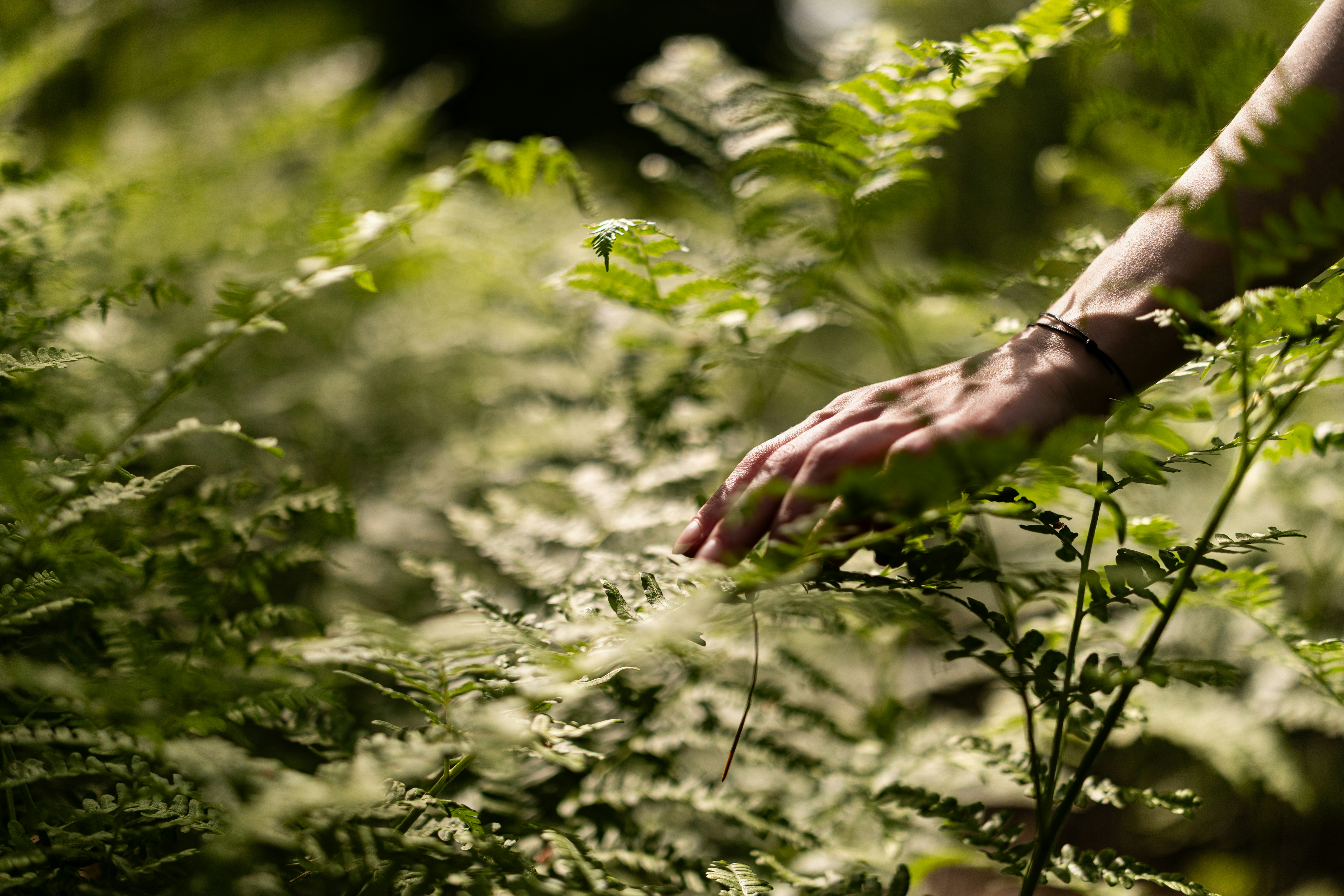 A hand gently touches lush green fern leaves in sunlight.
