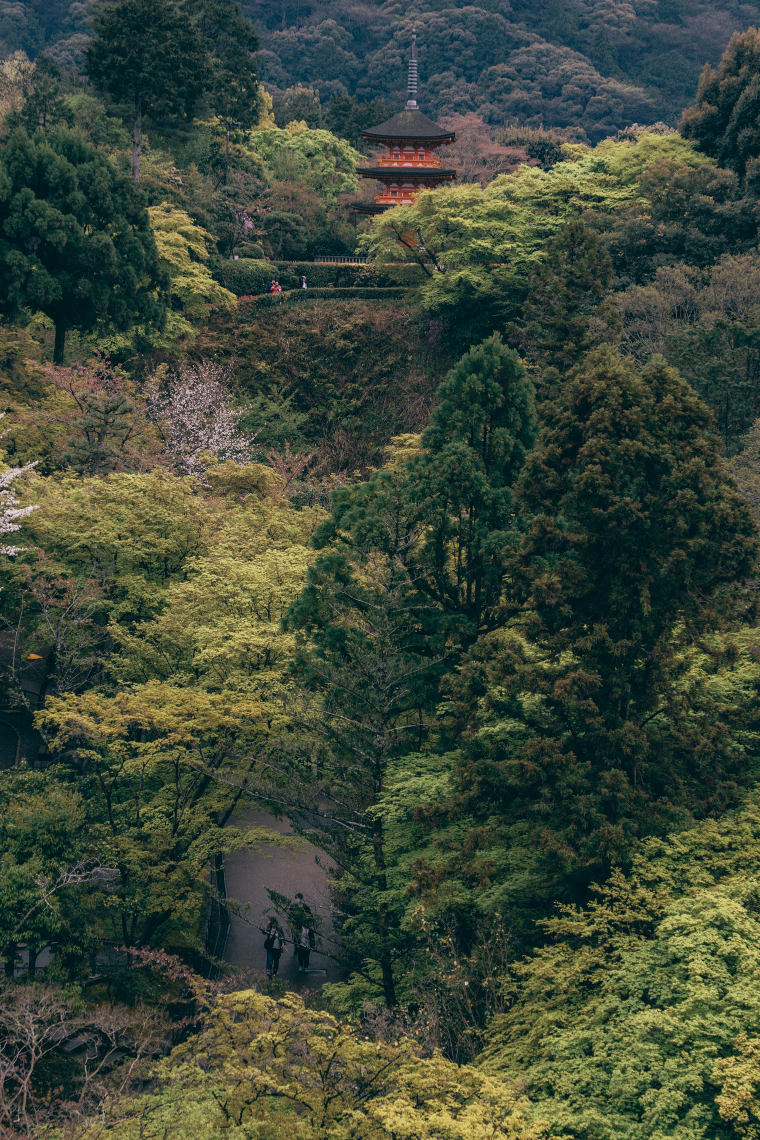 Pagoda Above the Sea of Green: A Quiet Temple Glow Through Autumn Foliage