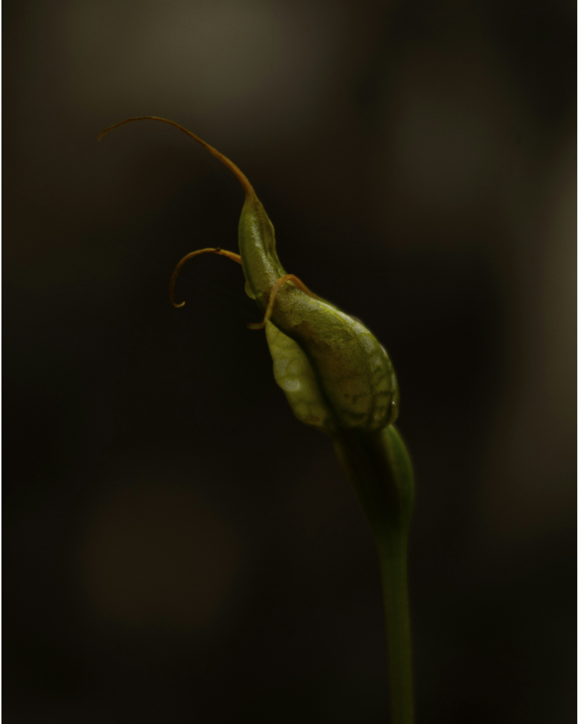 Tender Bud: A Seed Pod Reaching for Light