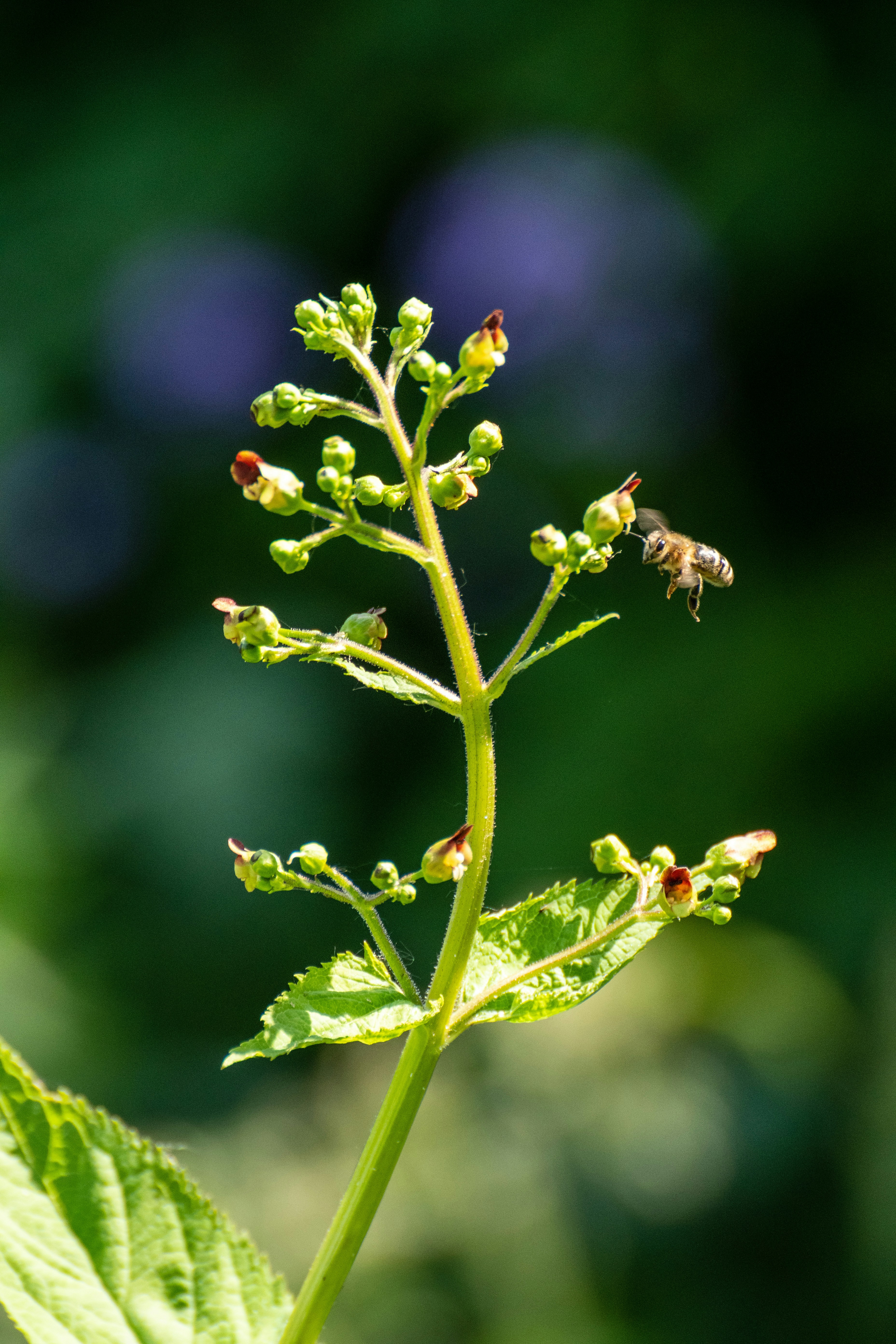 Busy bee on a plant’s budding stalk bathed in spring light