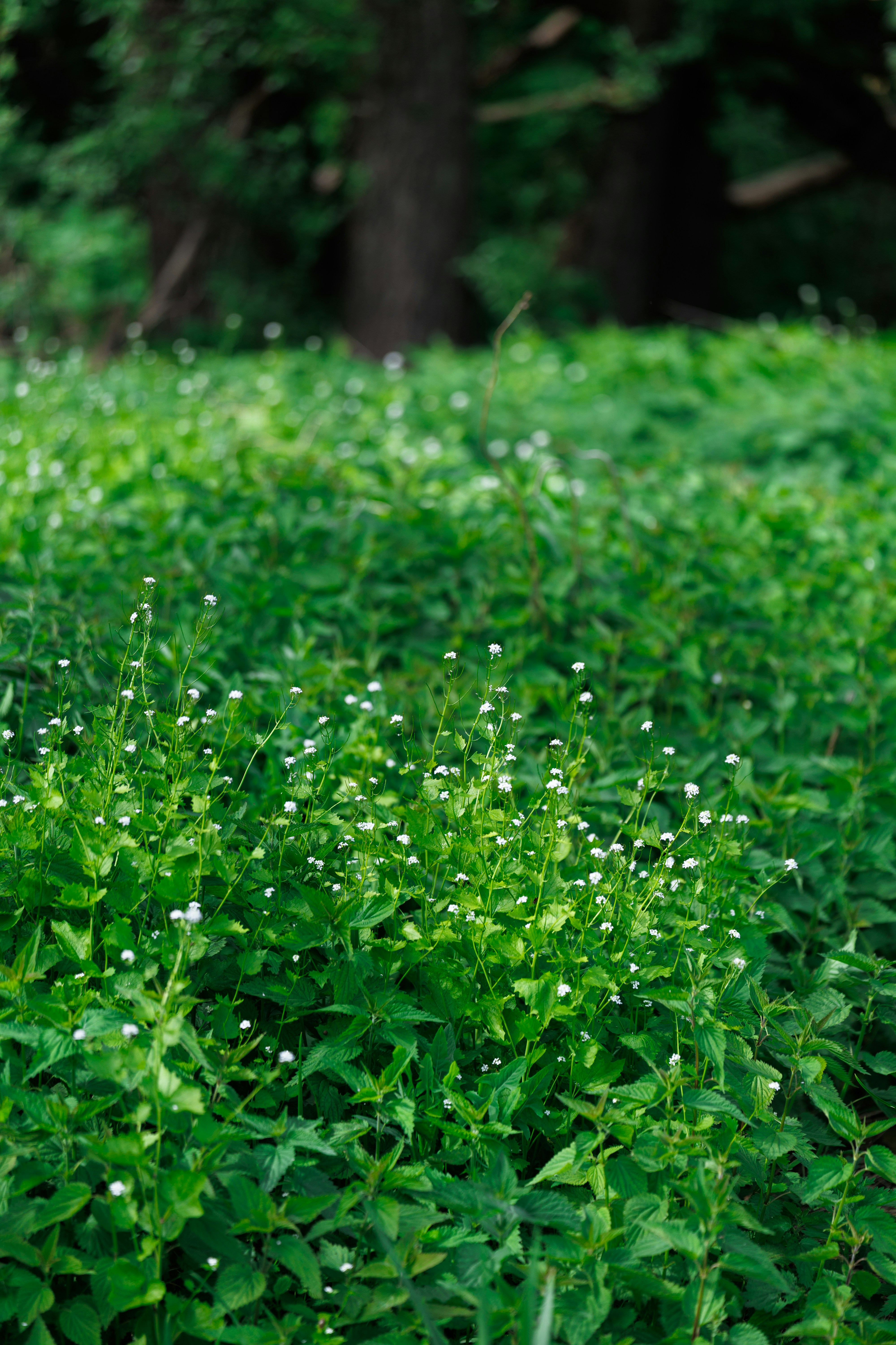Emerald Understory: A Sea of White Blossoms in Dappled Shade