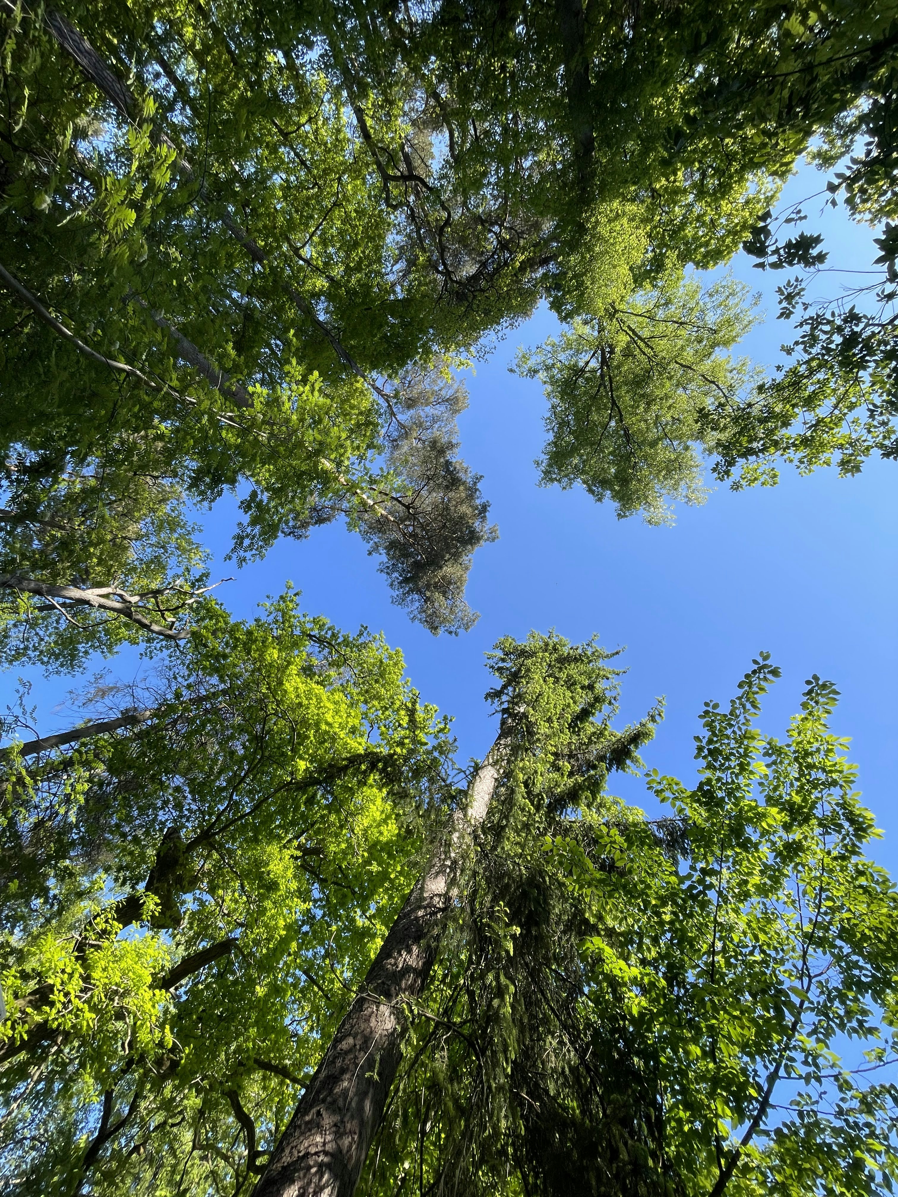 Timber Sentinels Beneath an Open Sky
