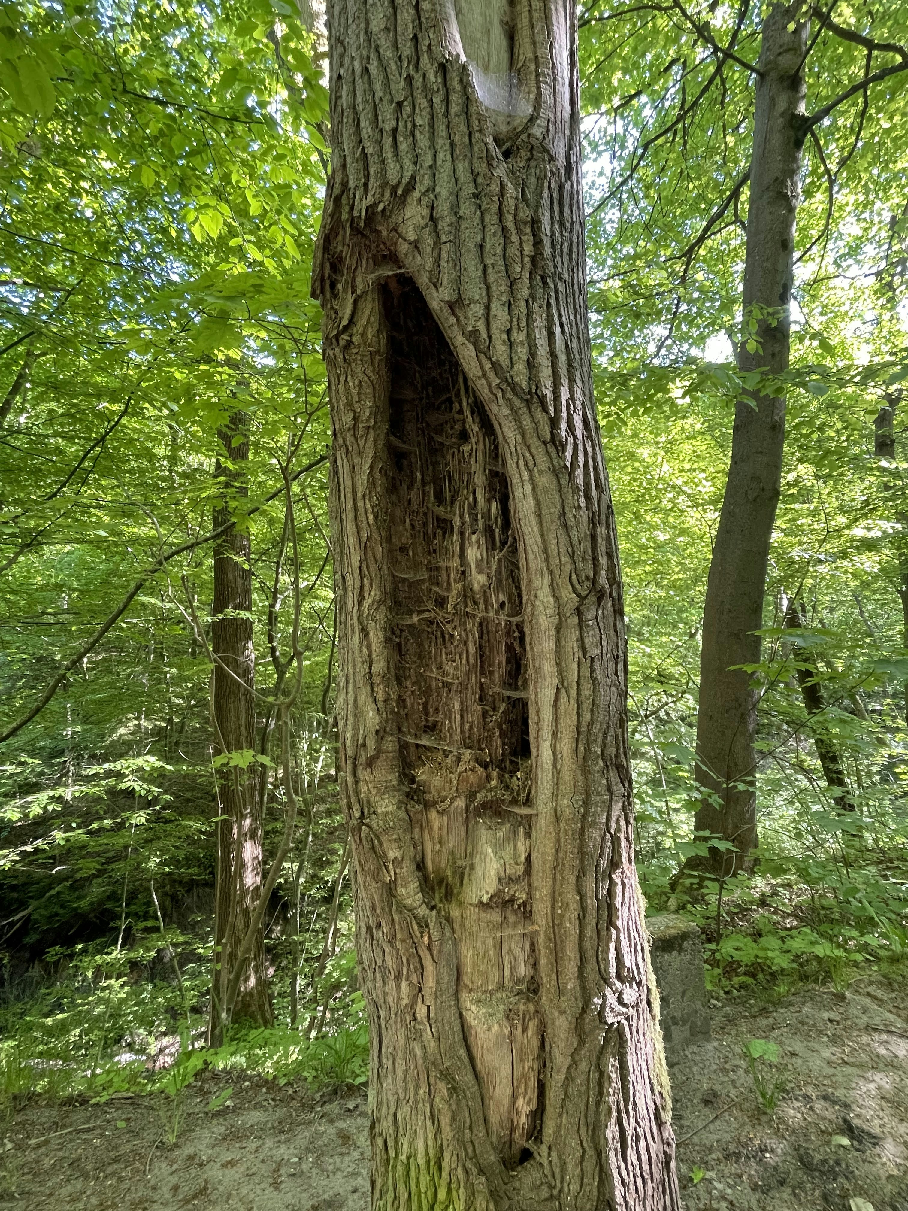 Sunken Hollow: A Weathered Trunk Reveals Hidden Timber