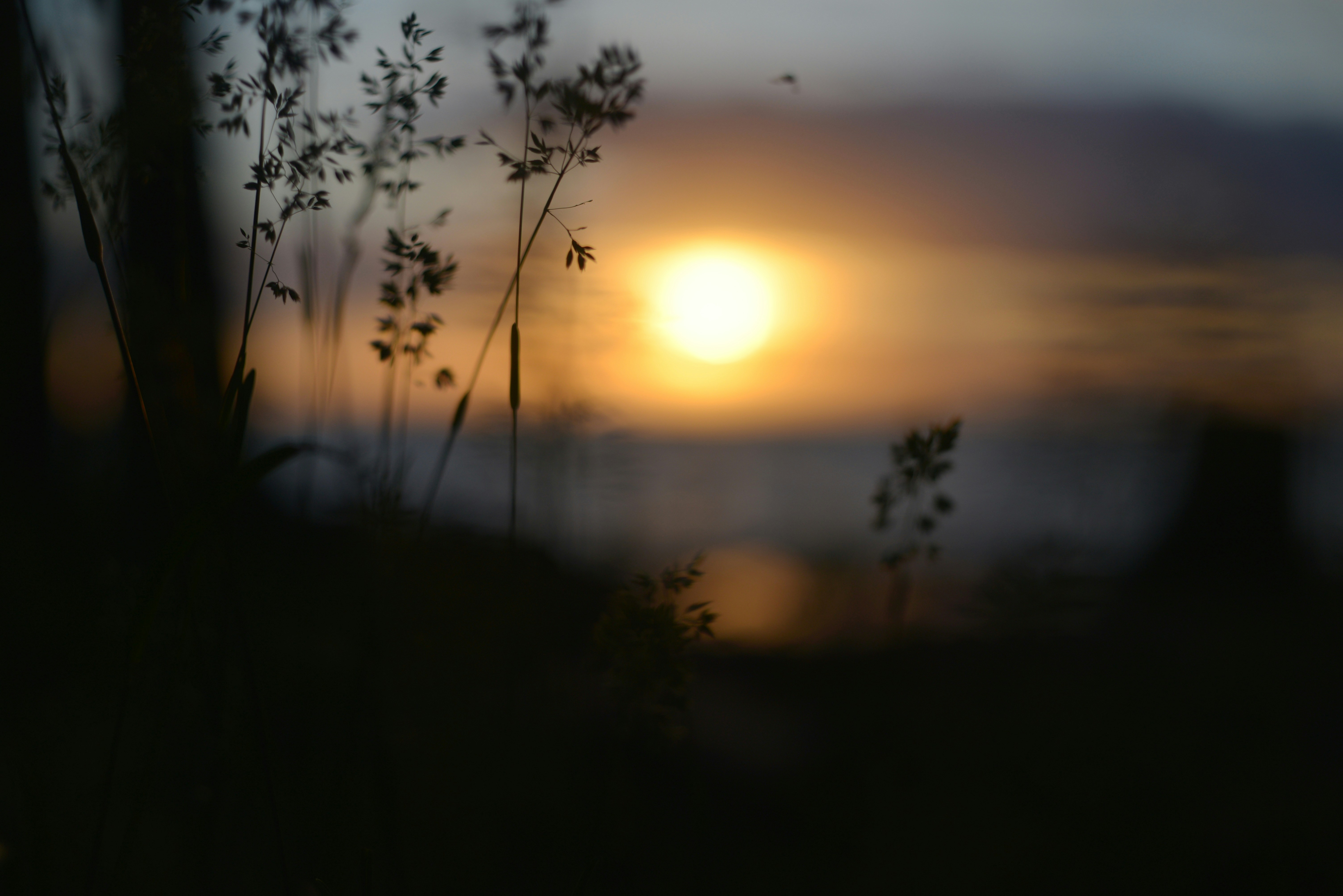 Sunlit Horizon Through Silhouetted Wildflowers