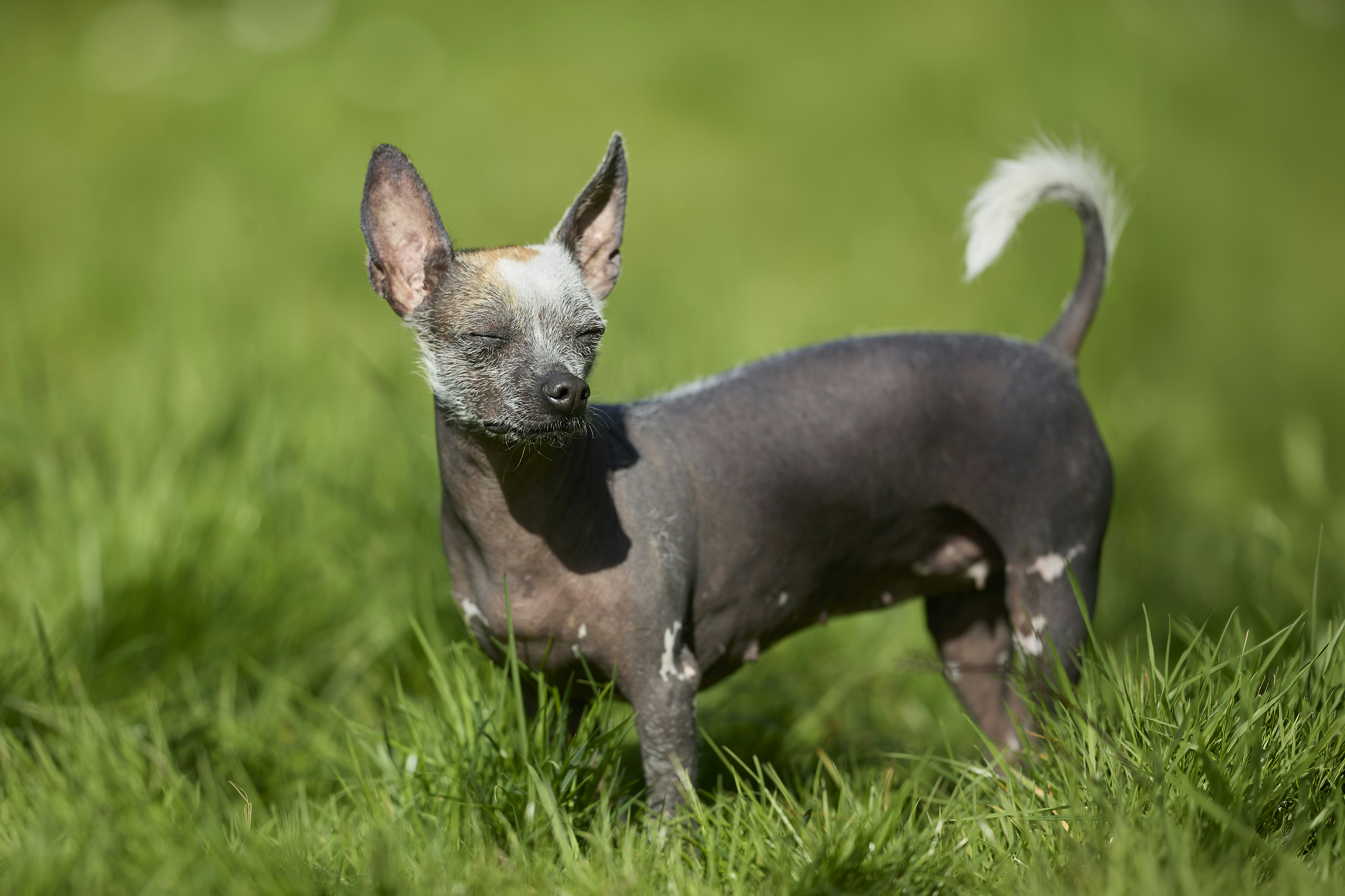 Tiny Grassland Scout: A Hairless Chihuahua Stands in Sunlit Field