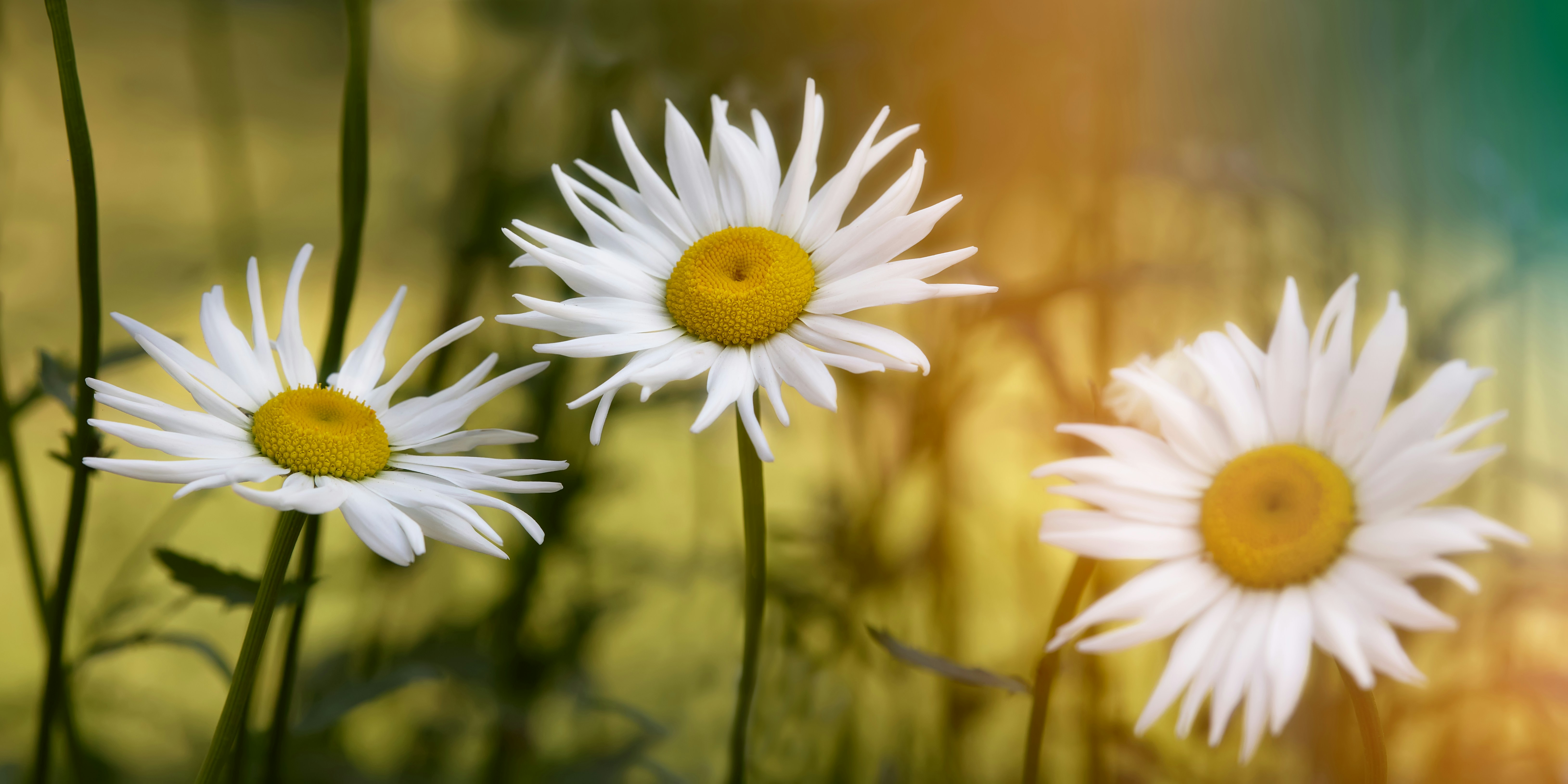Three Daisies in a Sunlit Blur of Meadow Gold