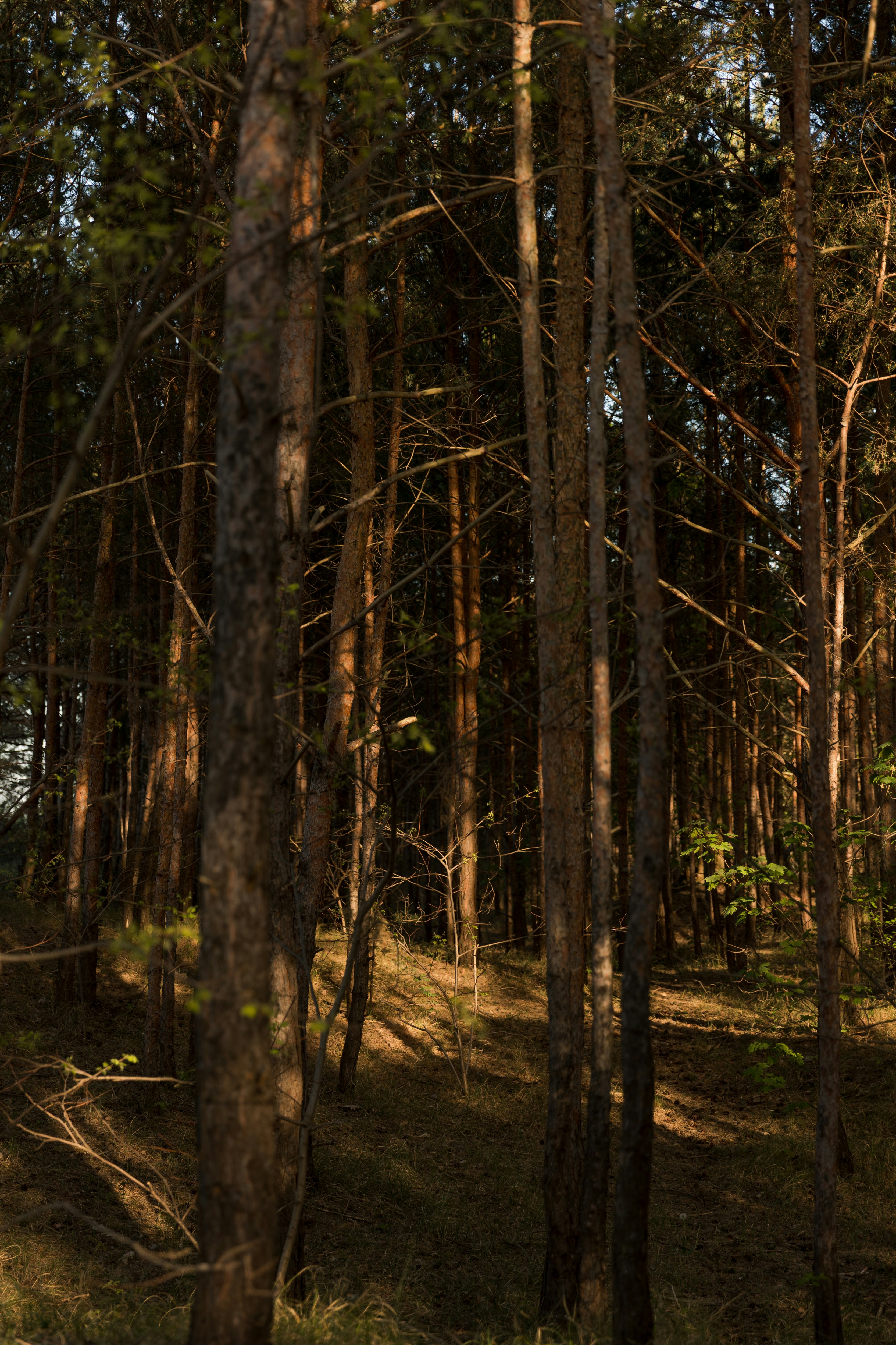 Dappled Light Through a Quiet Pine Corridor