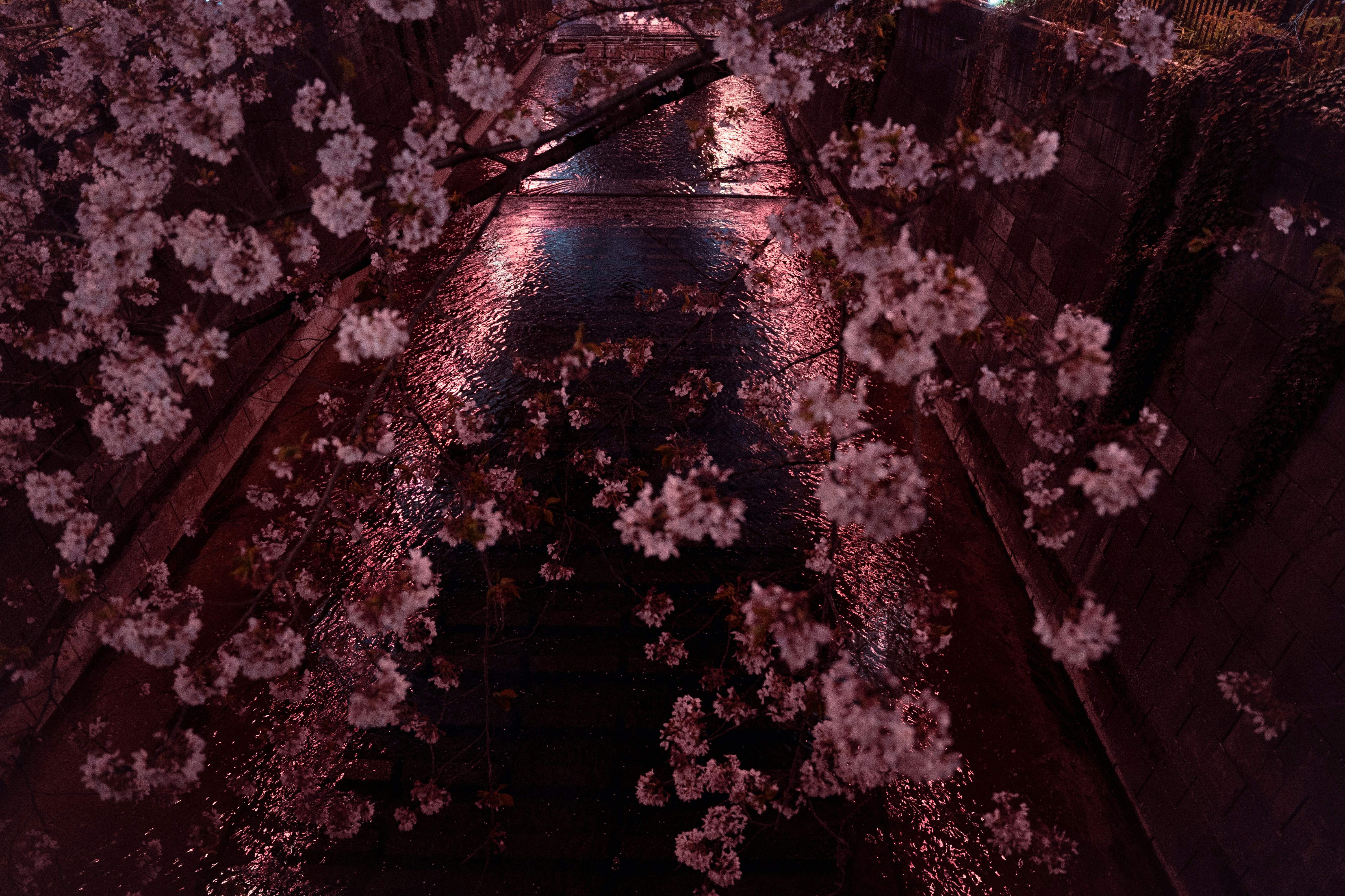 Whispering Blossoms Over a Moonlit Canal