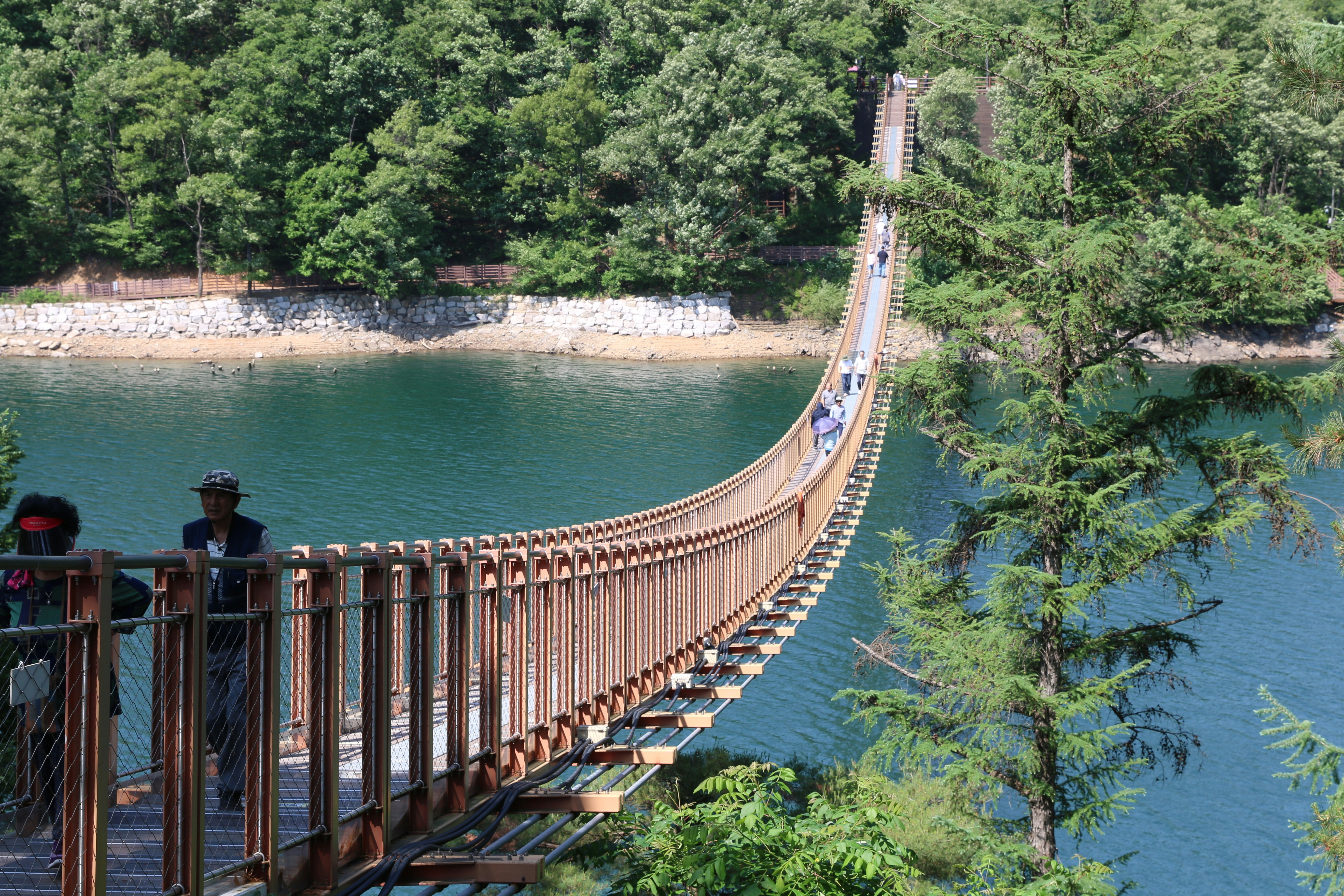 Bridge to the Forest: A Suspended Path Over Calm Blue Water