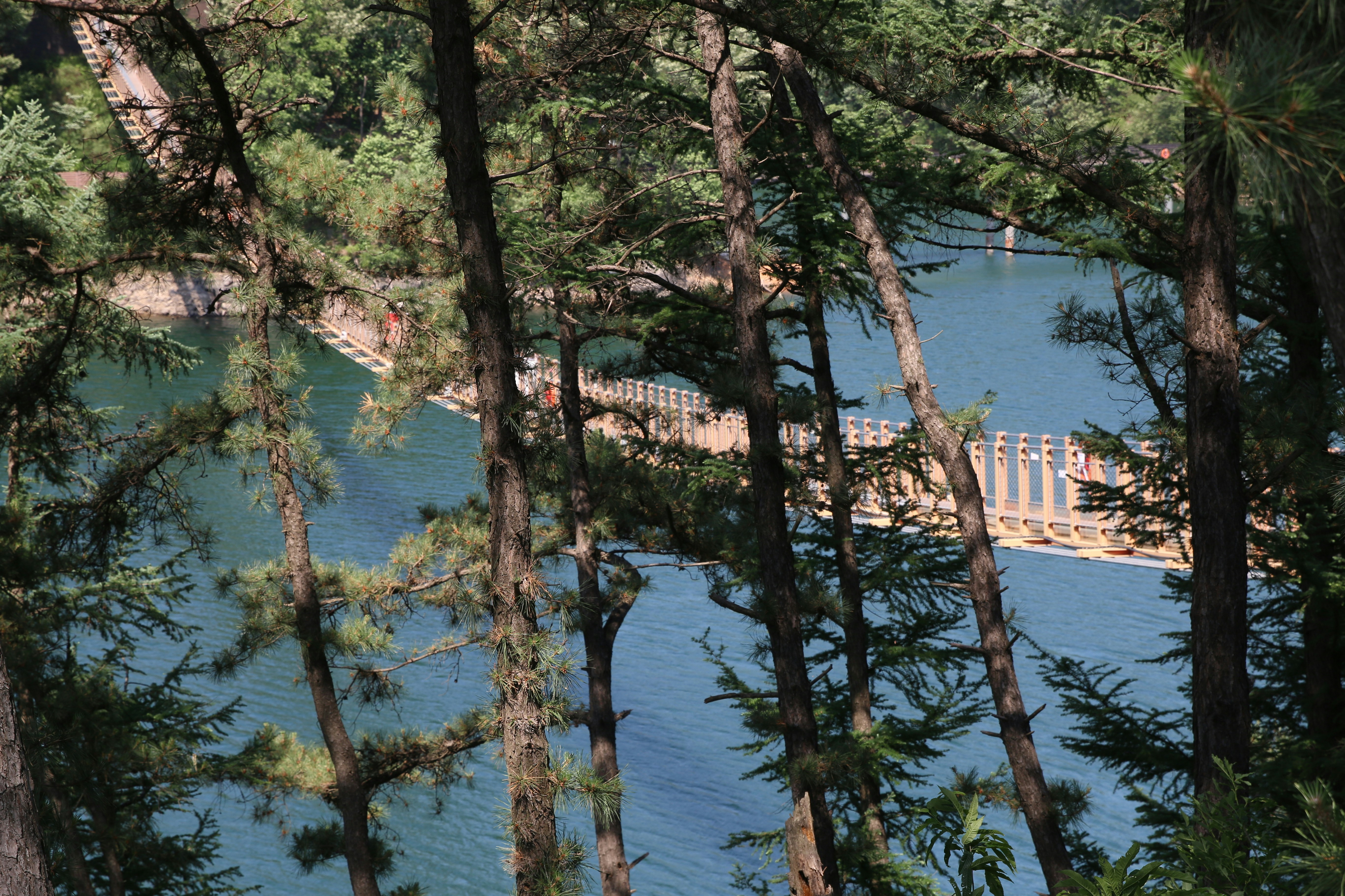 Hidden Path Through the Pines Overlooking a Blue Lake