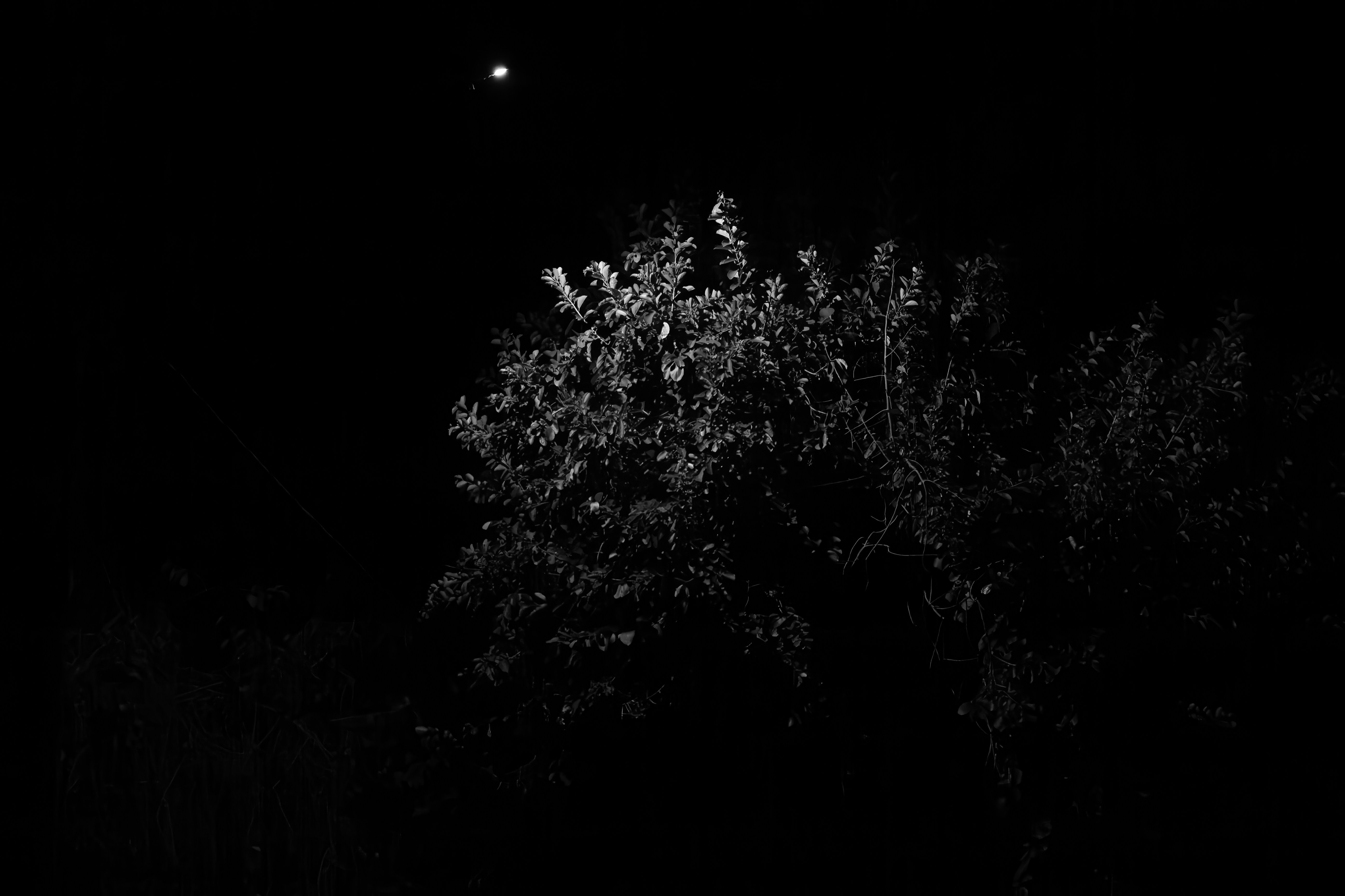 Moonlit Shrub Silhouette in a Quiet Night