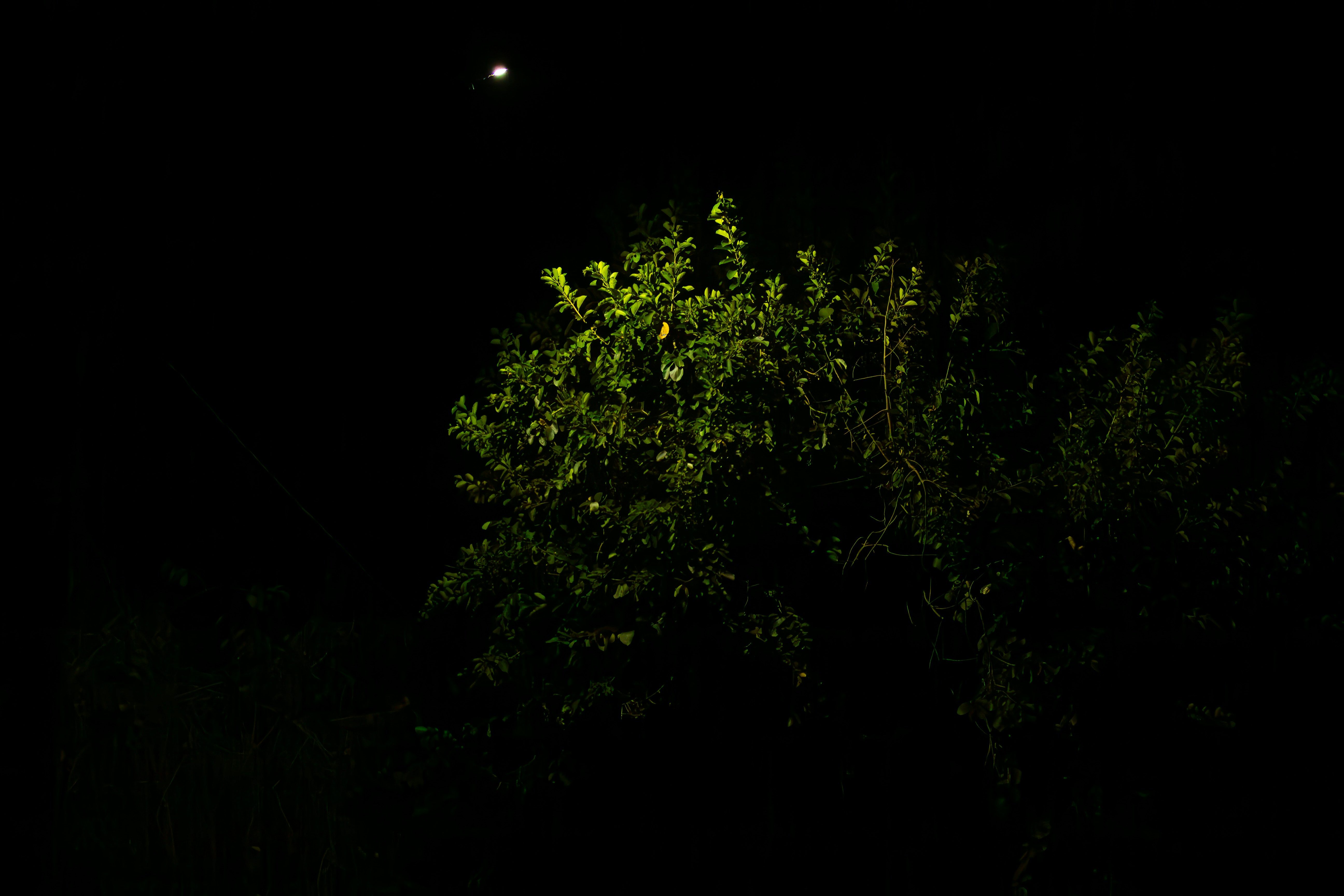 Moonlit Orchard: A Lone Branch Illuminated in Night