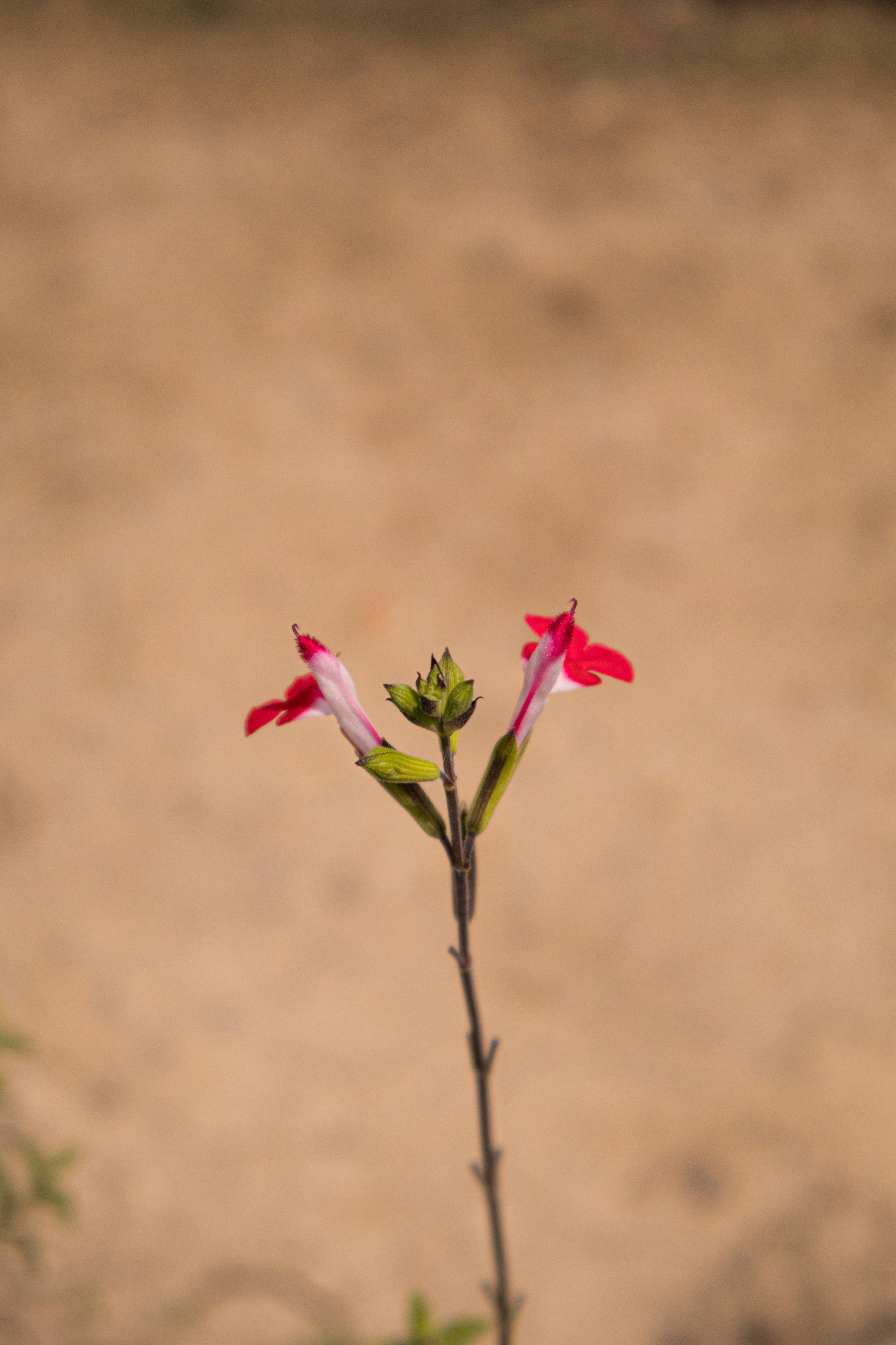 Crimson Bloom Rising from a Desert Stem