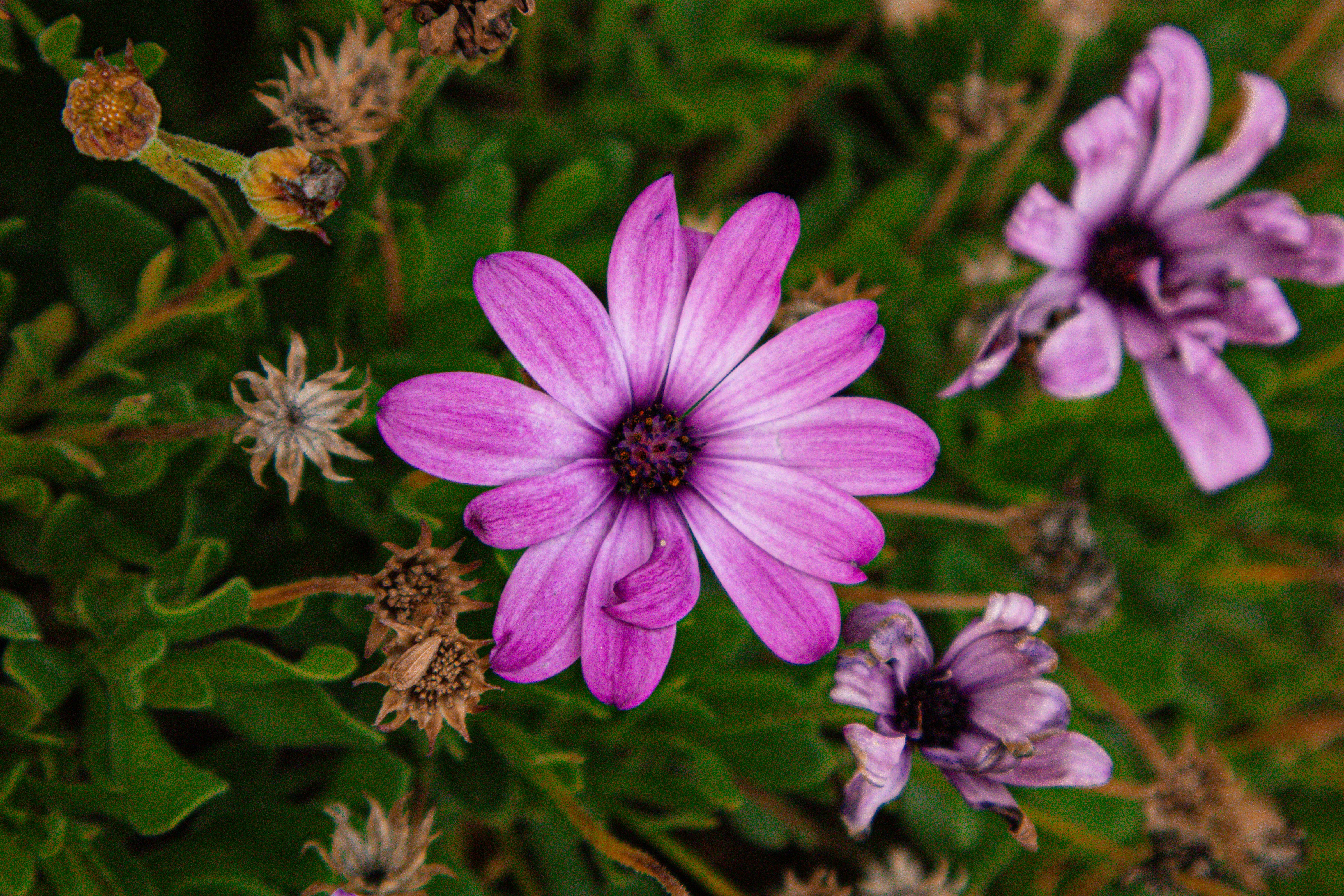 Pink Flower Crown: A Close-Up of Melodic Petals