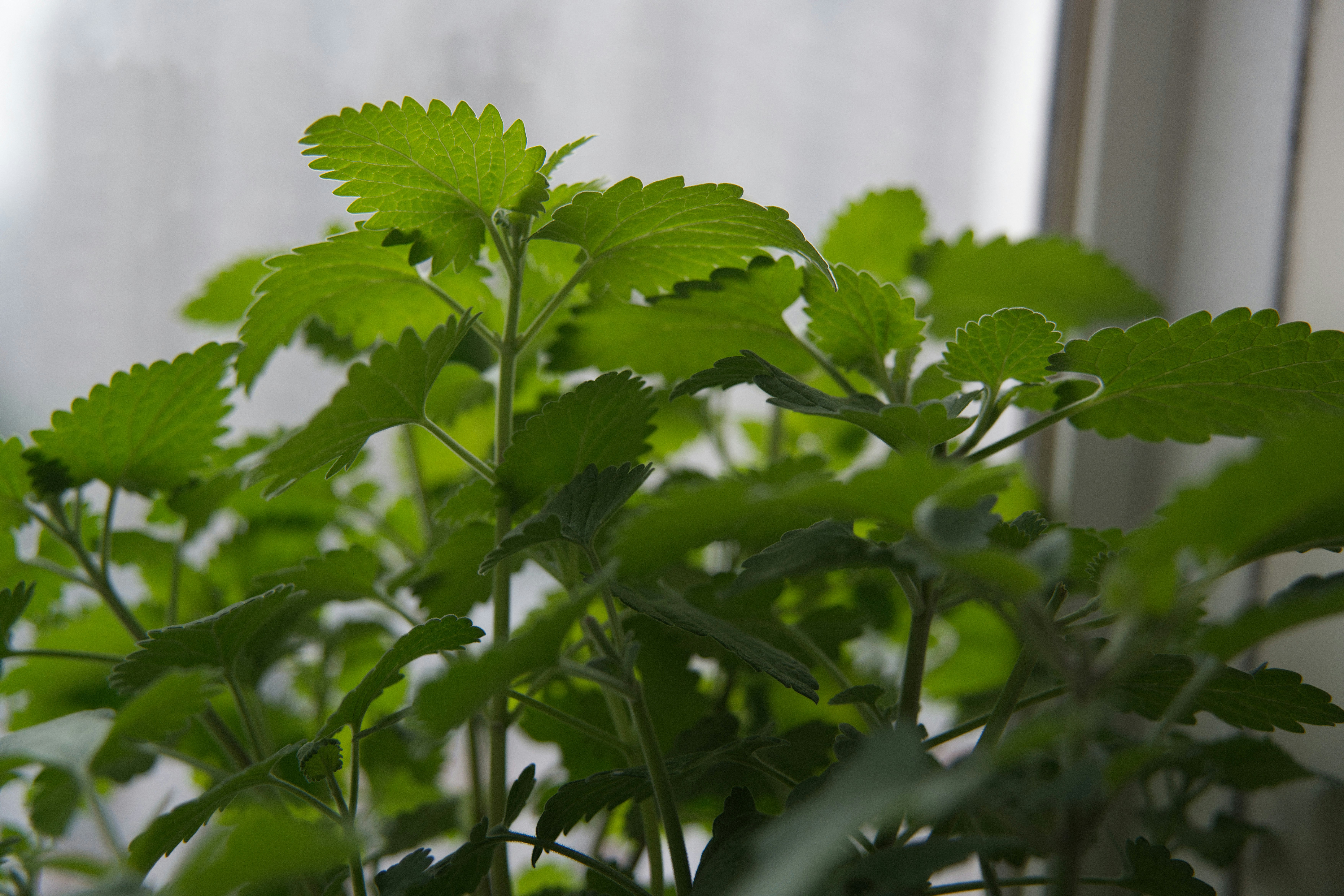 Green Terrace: A Closer Look at Houseplant Vines by a Window