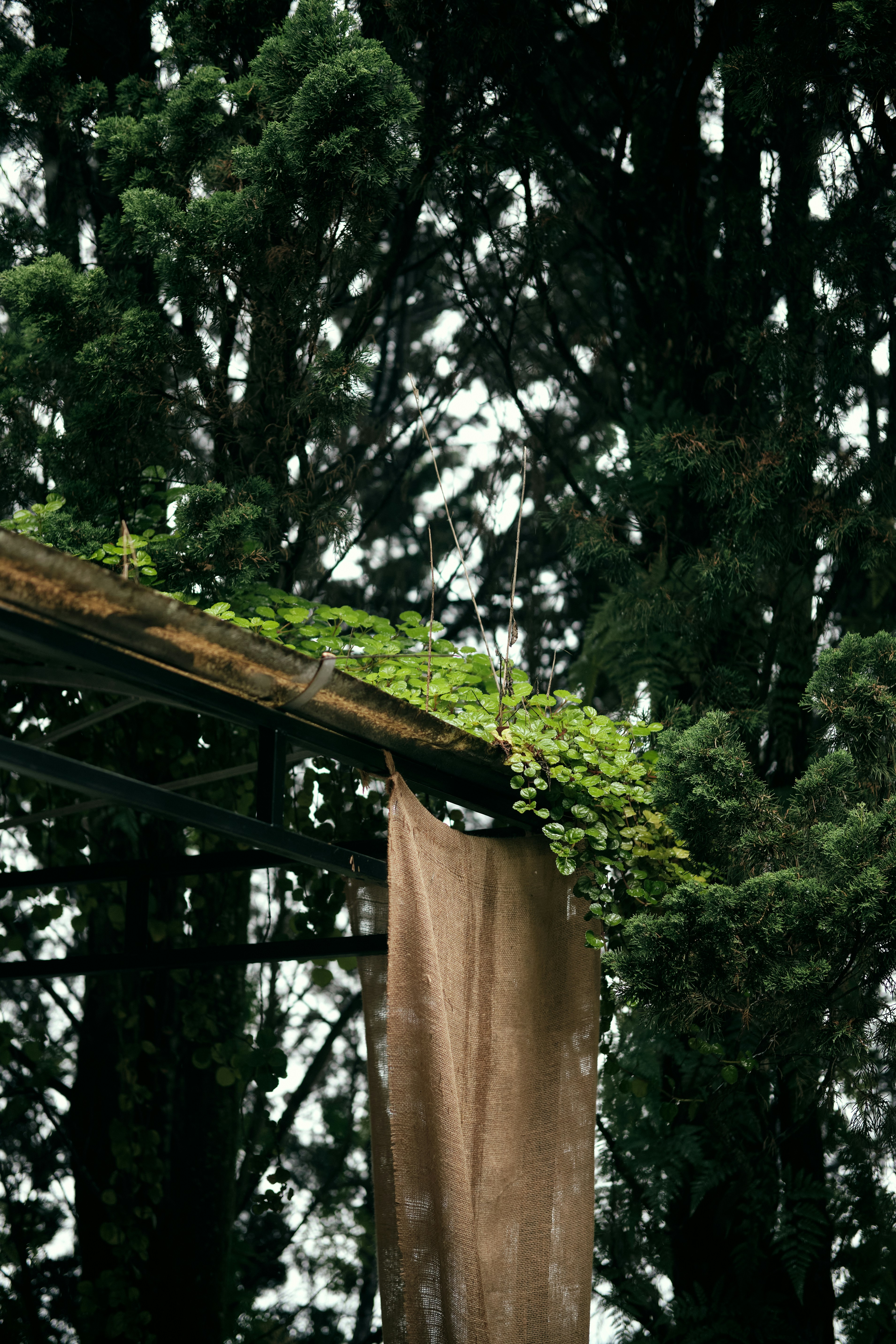 Overgrown Canopy and Weathered Terrace