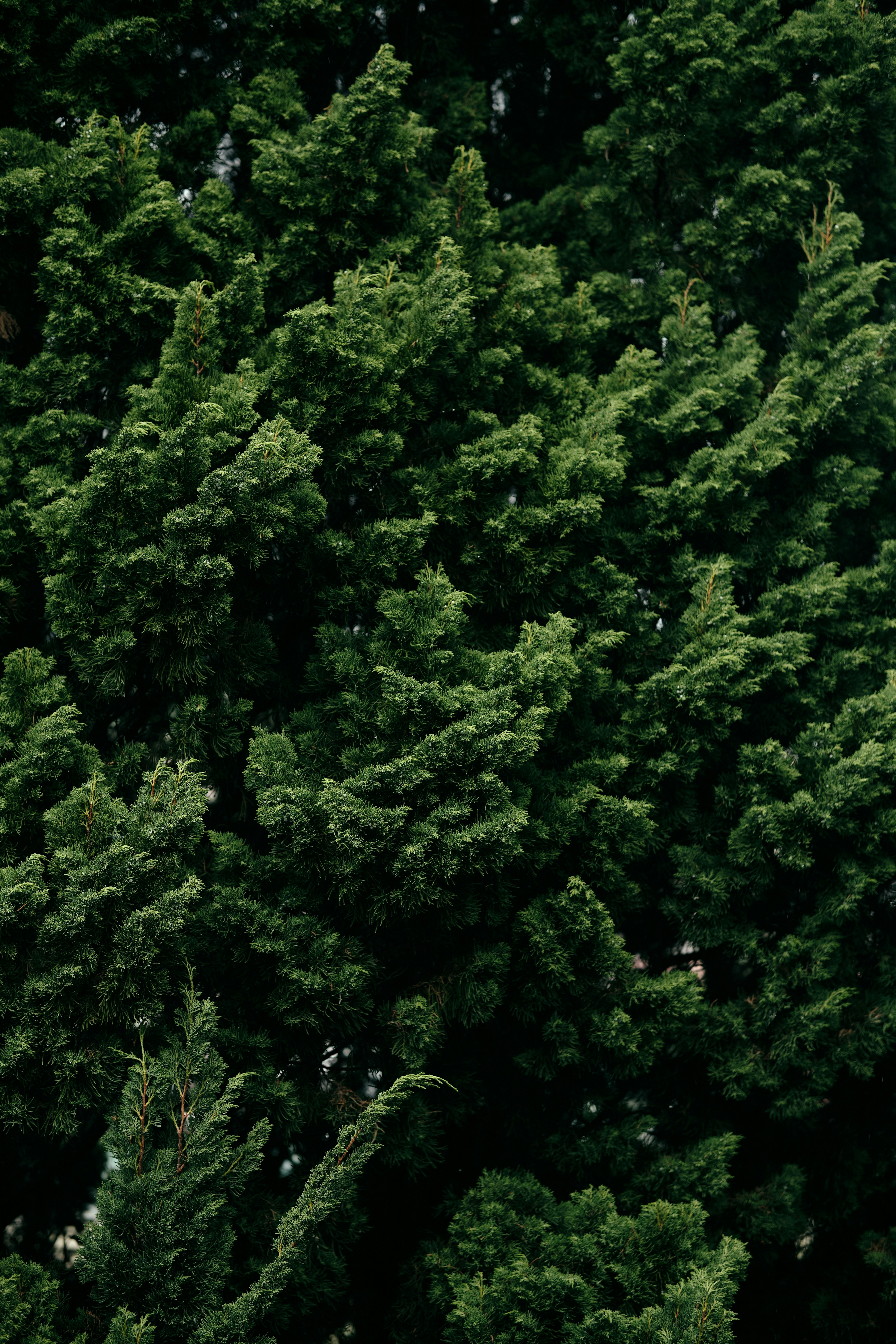Emerald Canopy: A Dense Quilt of Conifer Green