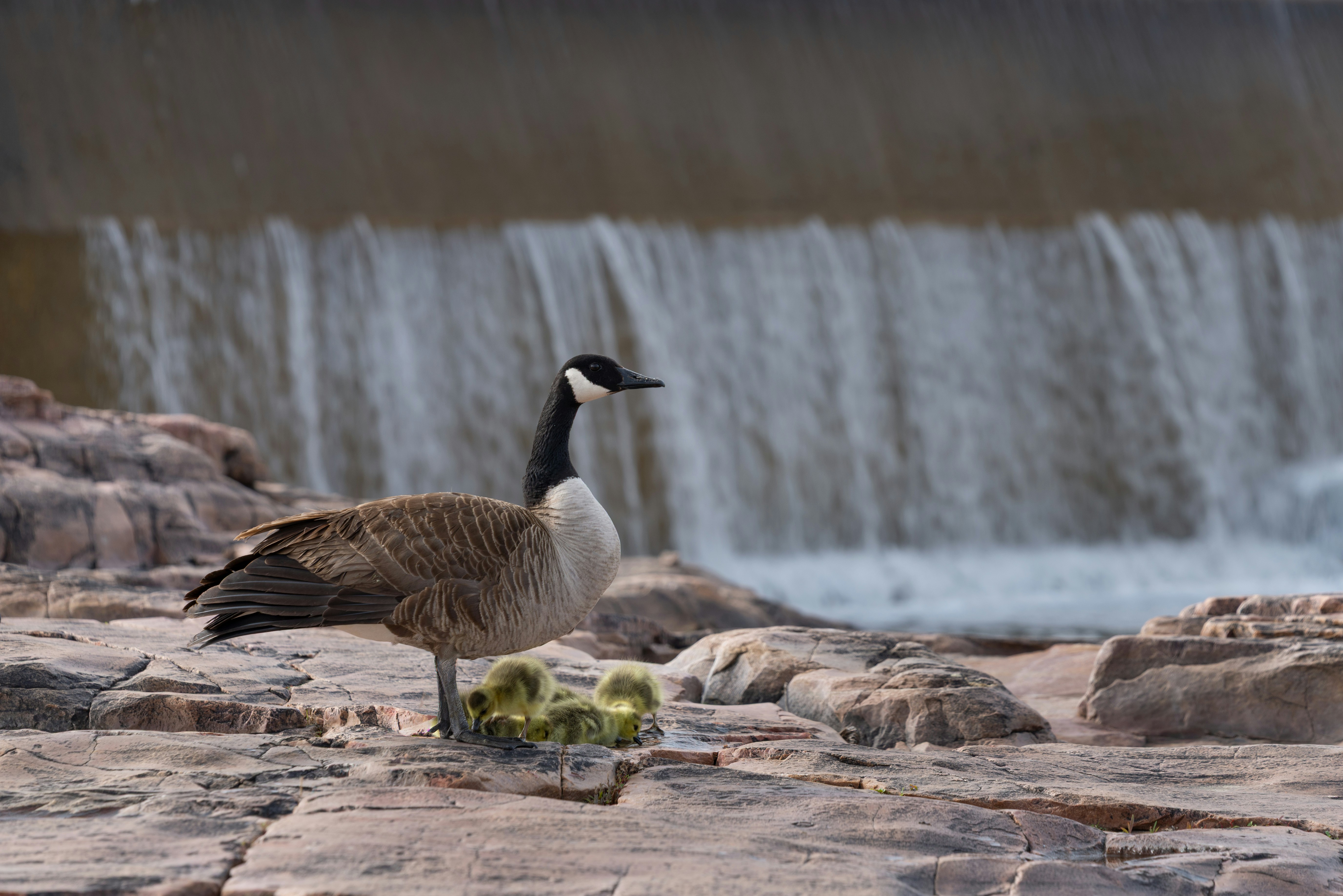 Canada Goose and Goslings Guarding Stone Coast