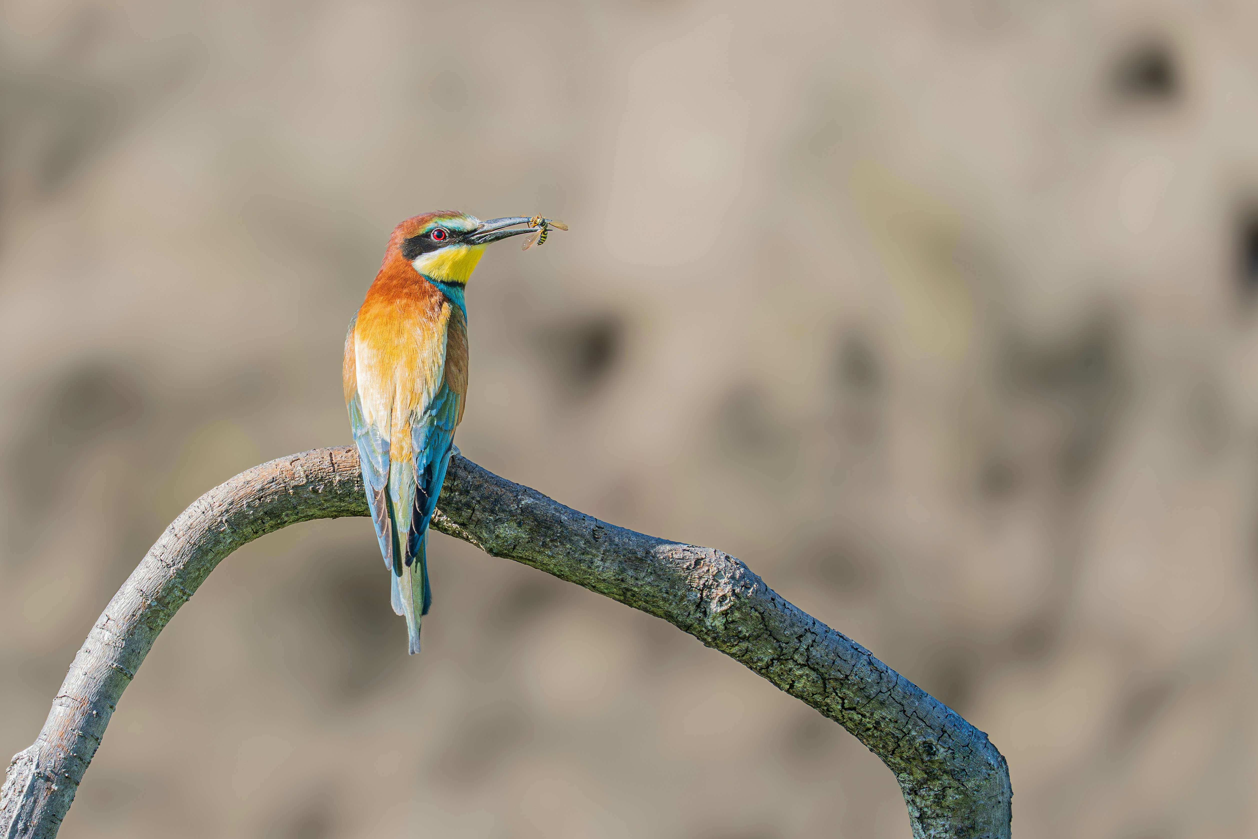 Scarlet Kingfisher on a Curved Branch with a Preyful Grin